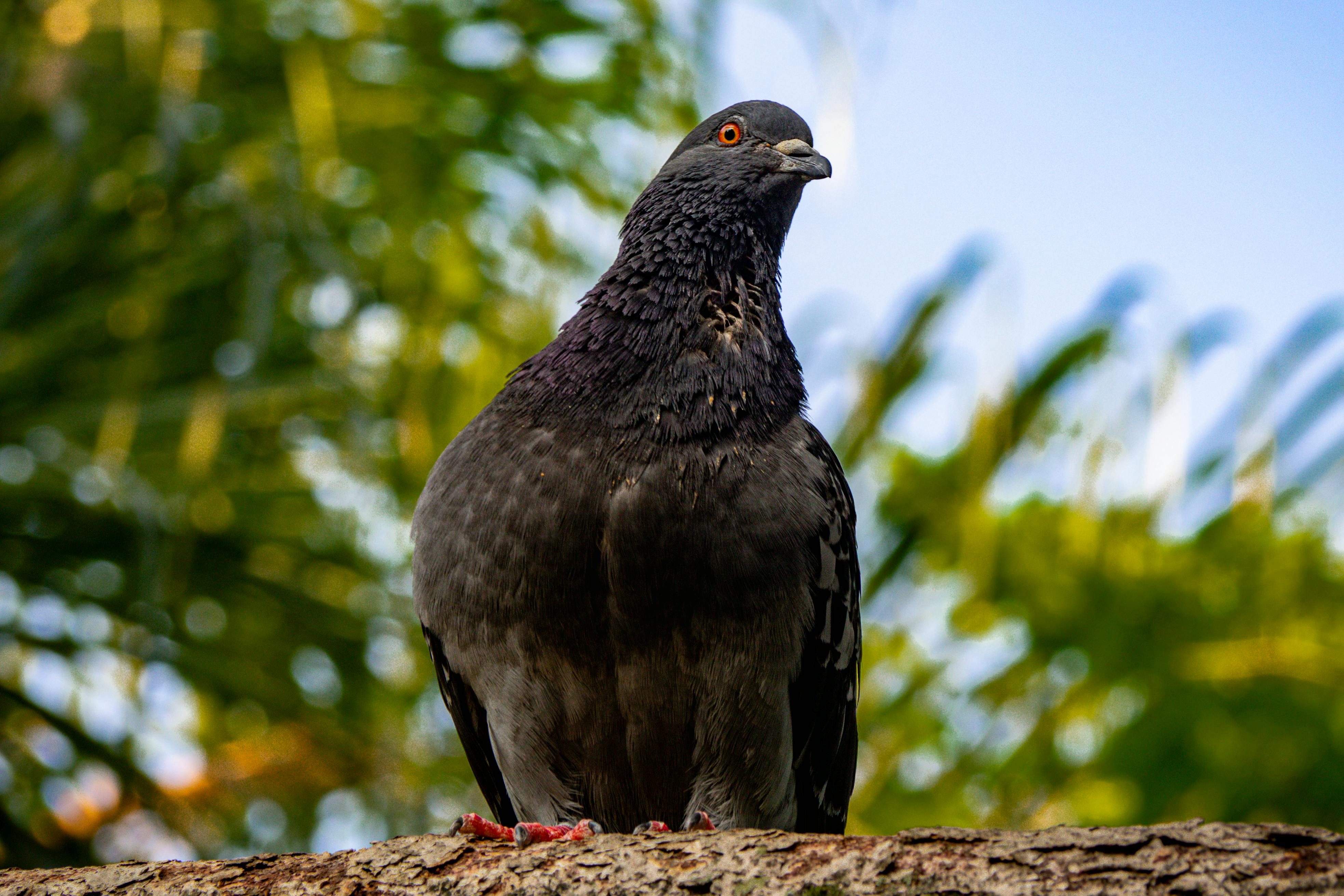 Black and Gray Pigeon in Close-Up Photography · Free Stock Photo