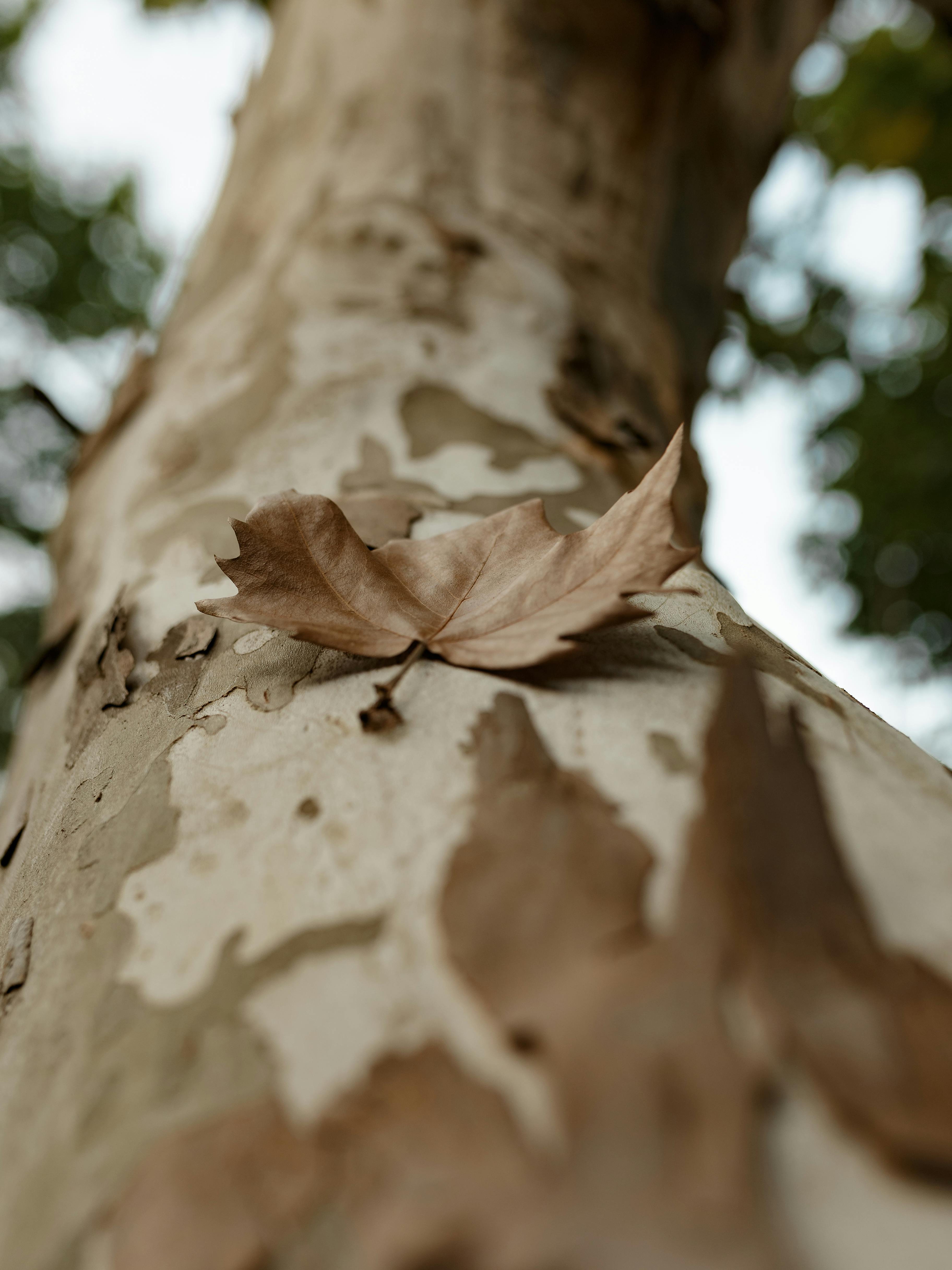 Close-up of a Dry Leaf Lying on a Tree Branch · Free Stock Photo