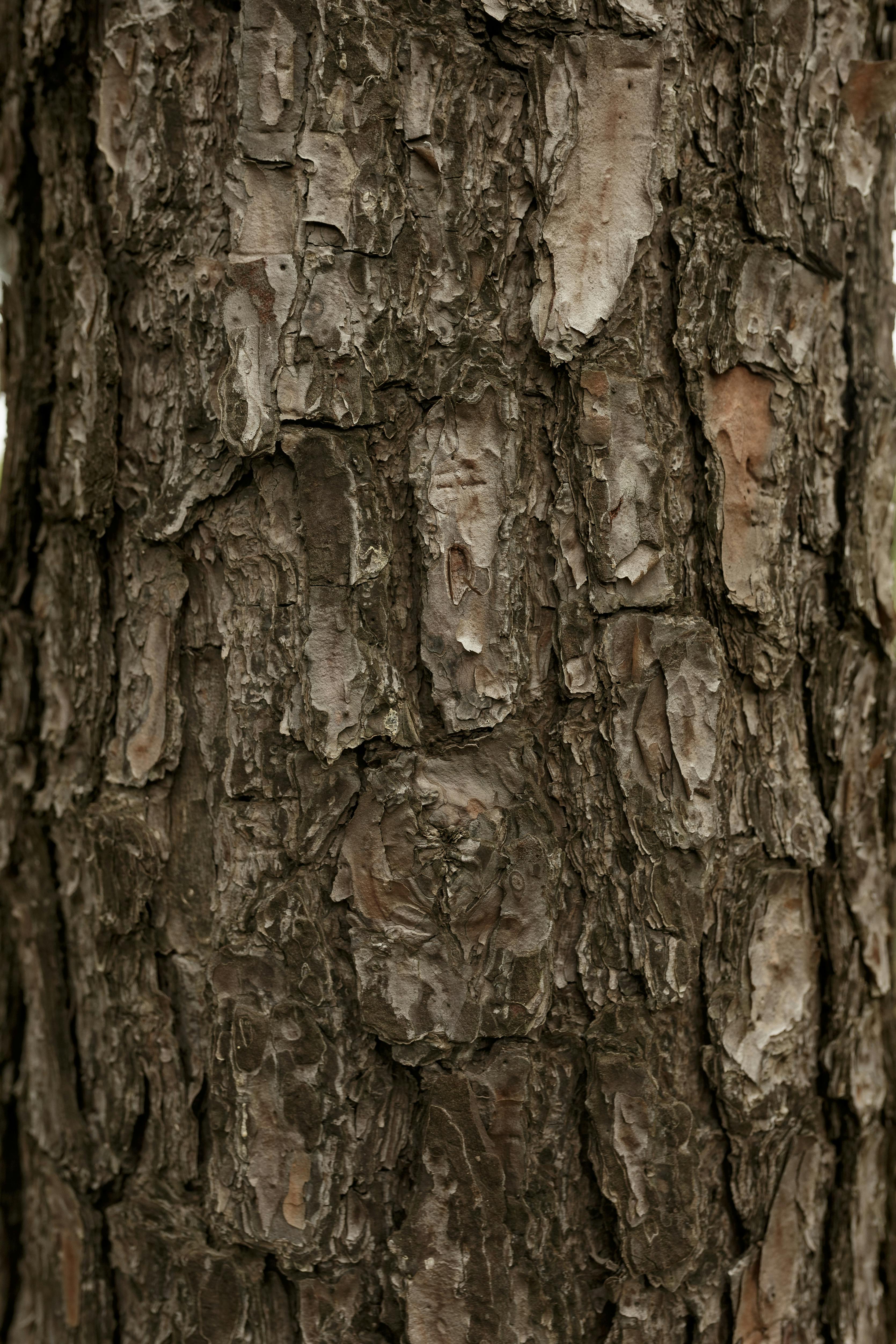 Close-up of a Tree Bark · Free Stock Photo