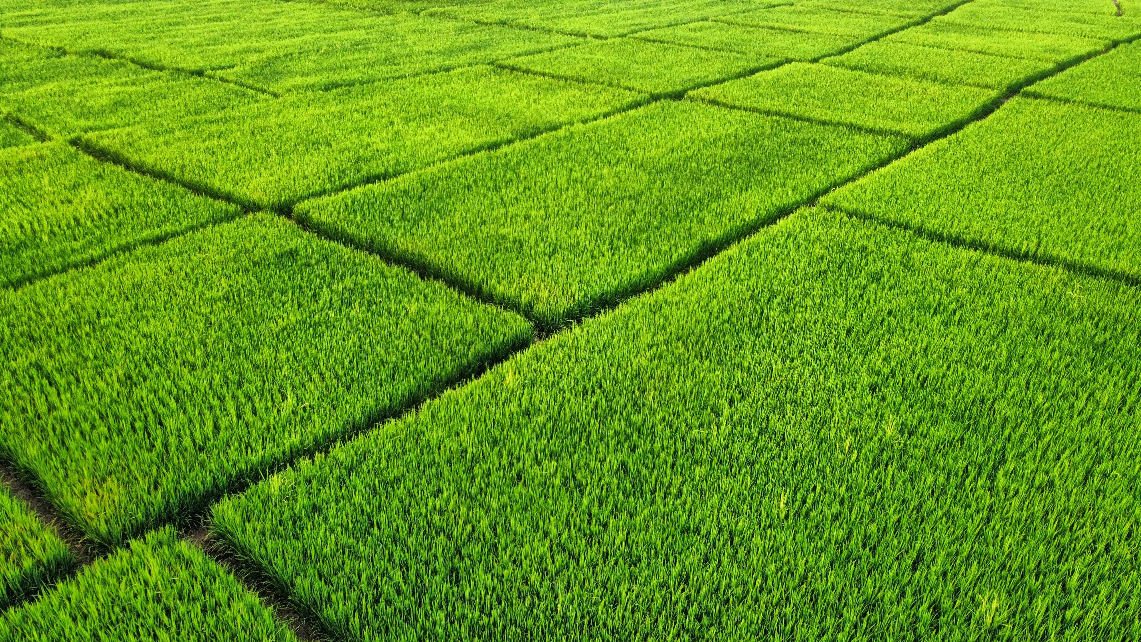 Rectangular Spaces on Rural Field · Free Stock Photo