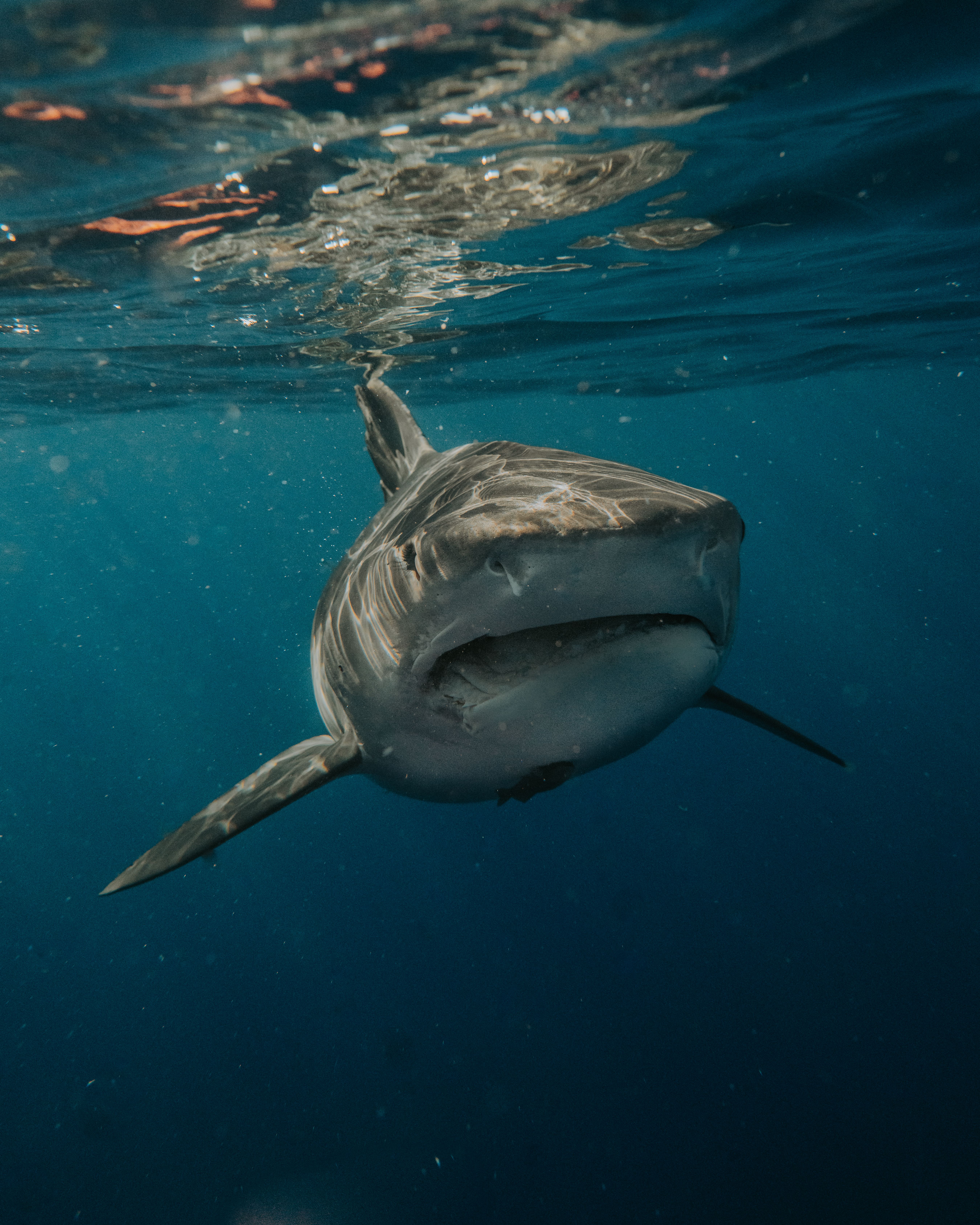 Foto de stock gratuita sobre bajo el agua, fotografía de animales, mar ...