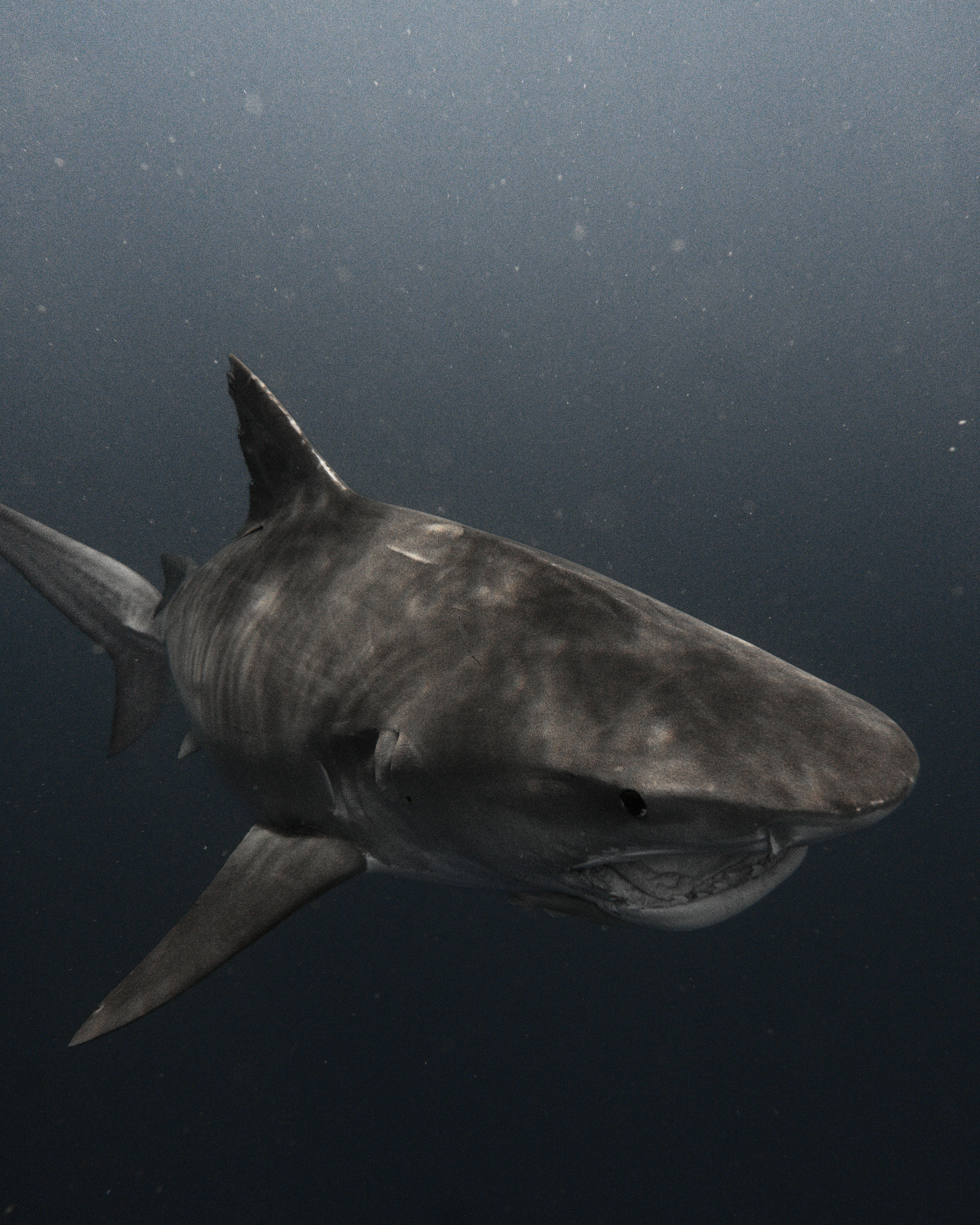 Wild shark swimming in Dark Sea Waters · Free Stock Photo
