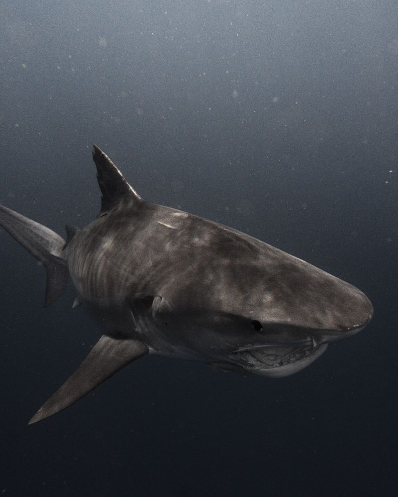 Bull Shark Photos, Download The BEST Free Bull Shark Stock Photos & HD ...