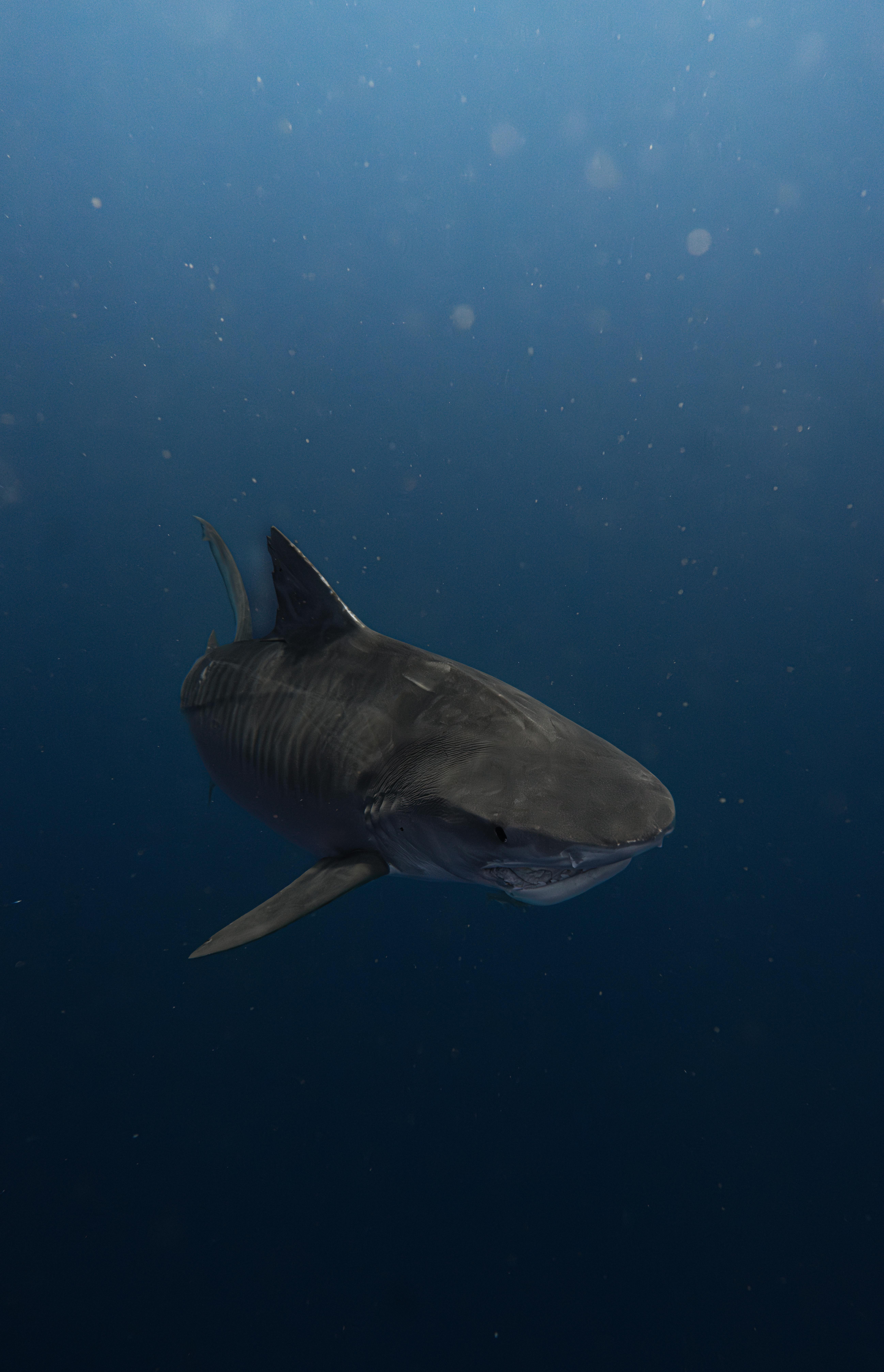 Underwater Photo of a Shark · Free Stock Photo