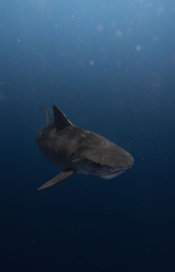 4,000+ Best Shark Photos · 100% Free Download · Pexels Stock Photos