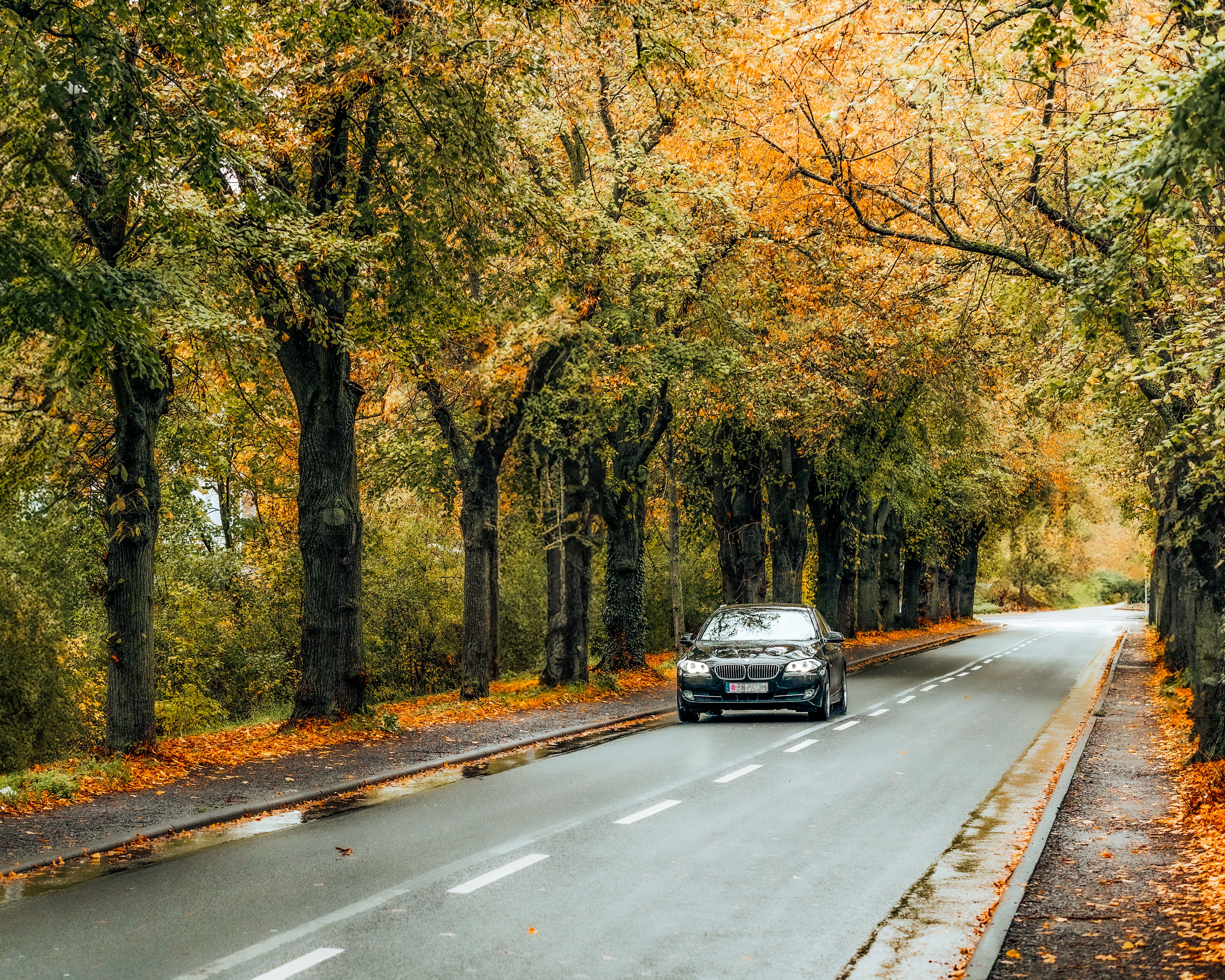 Car Riding on a Road Among Trees · Free Stock Photo