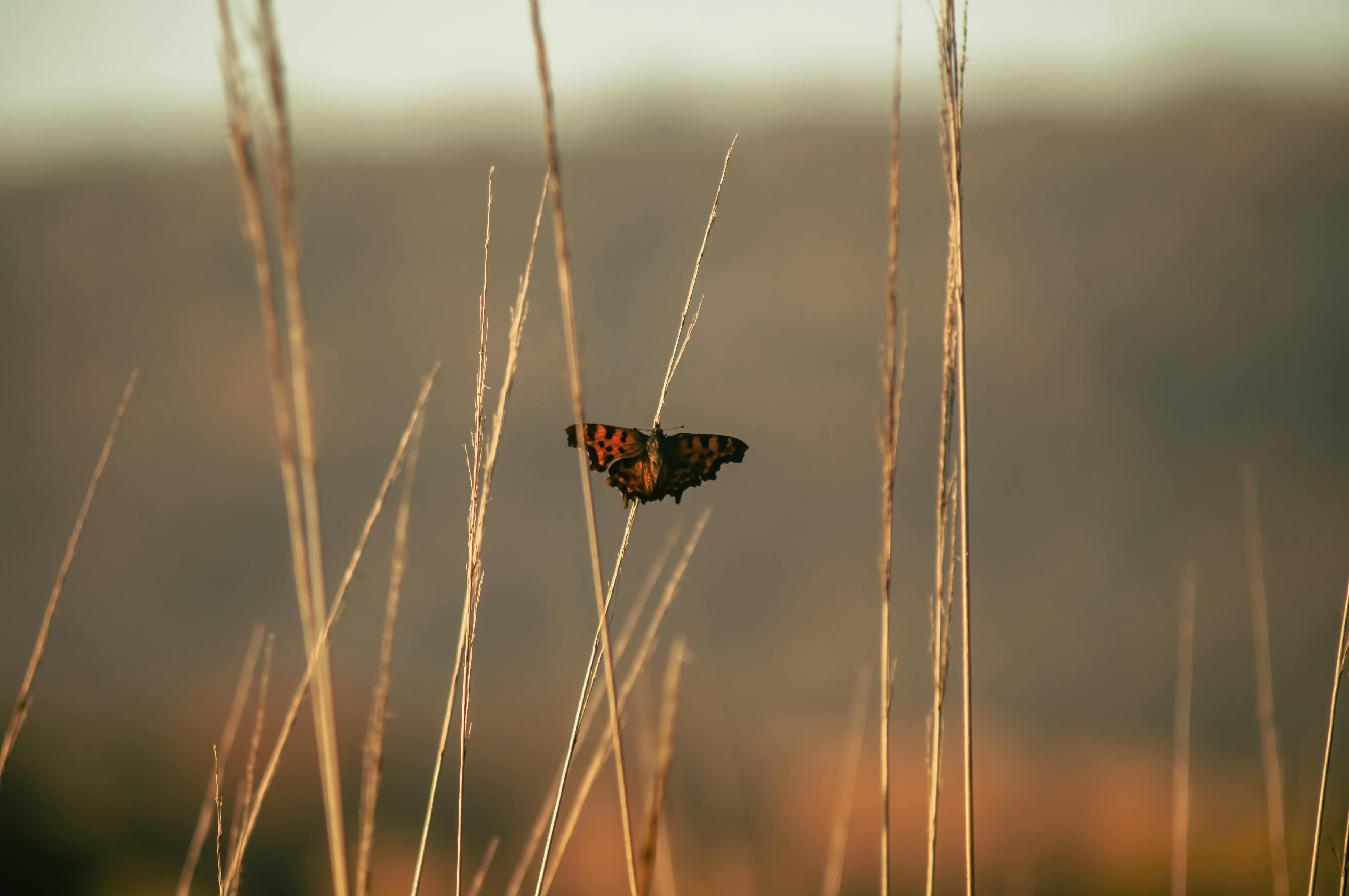 Animated Grasses Photos, Download The BEST Free Animated Grasses Stock ...