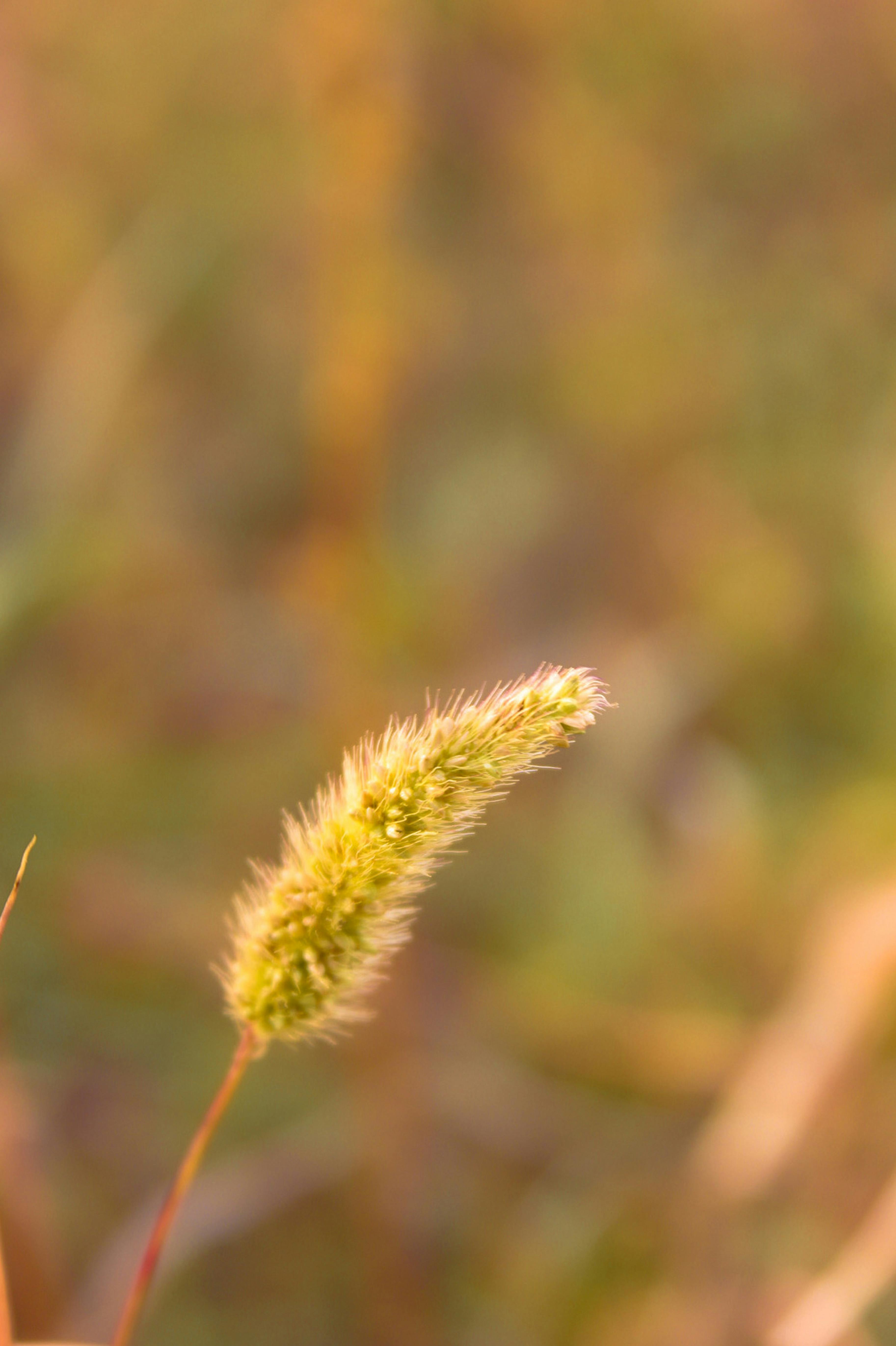Fluffy Spike in Meadow · Free Stock Photo