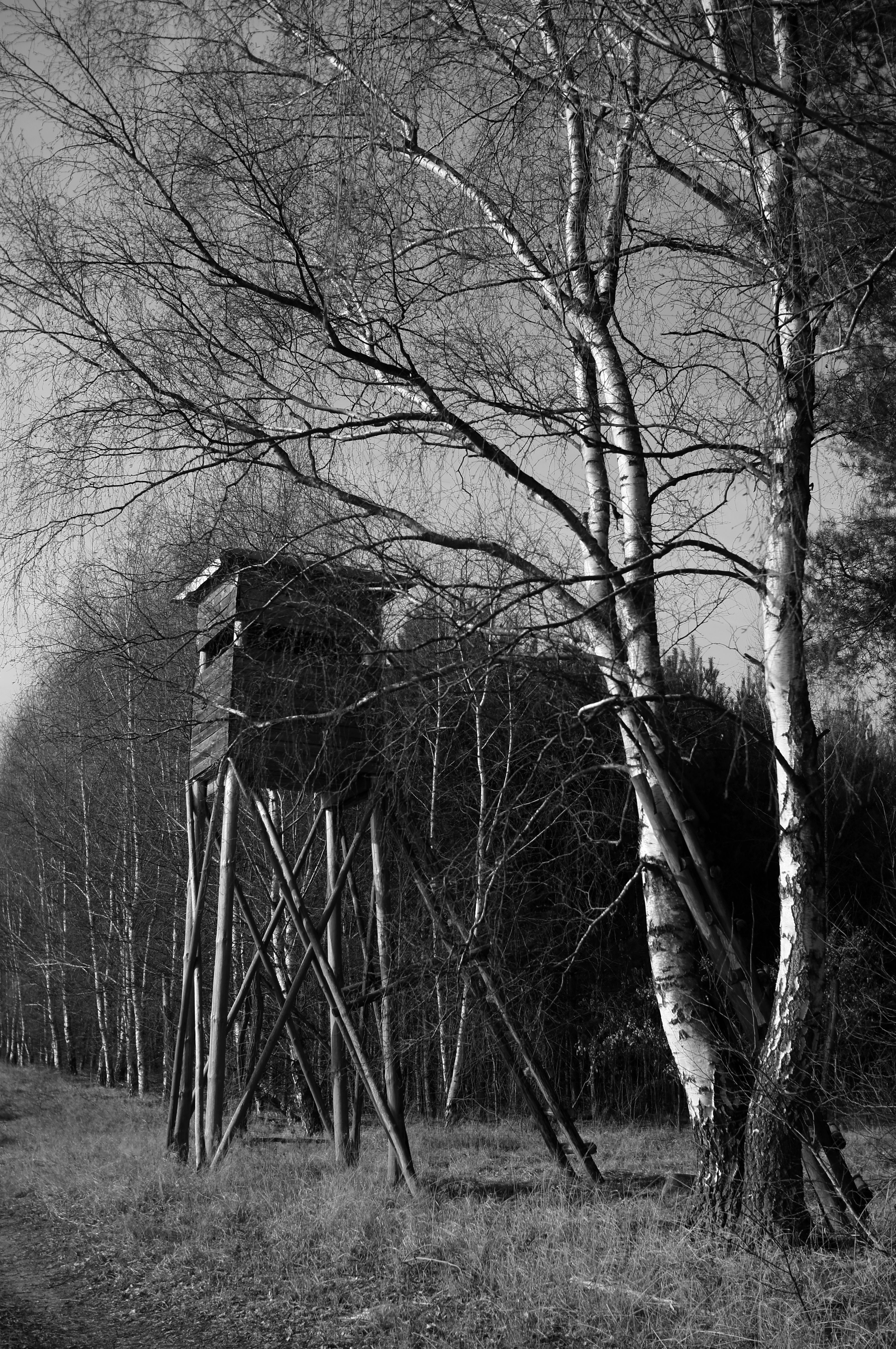 Observation Tower in Forest · Free Stock Photo