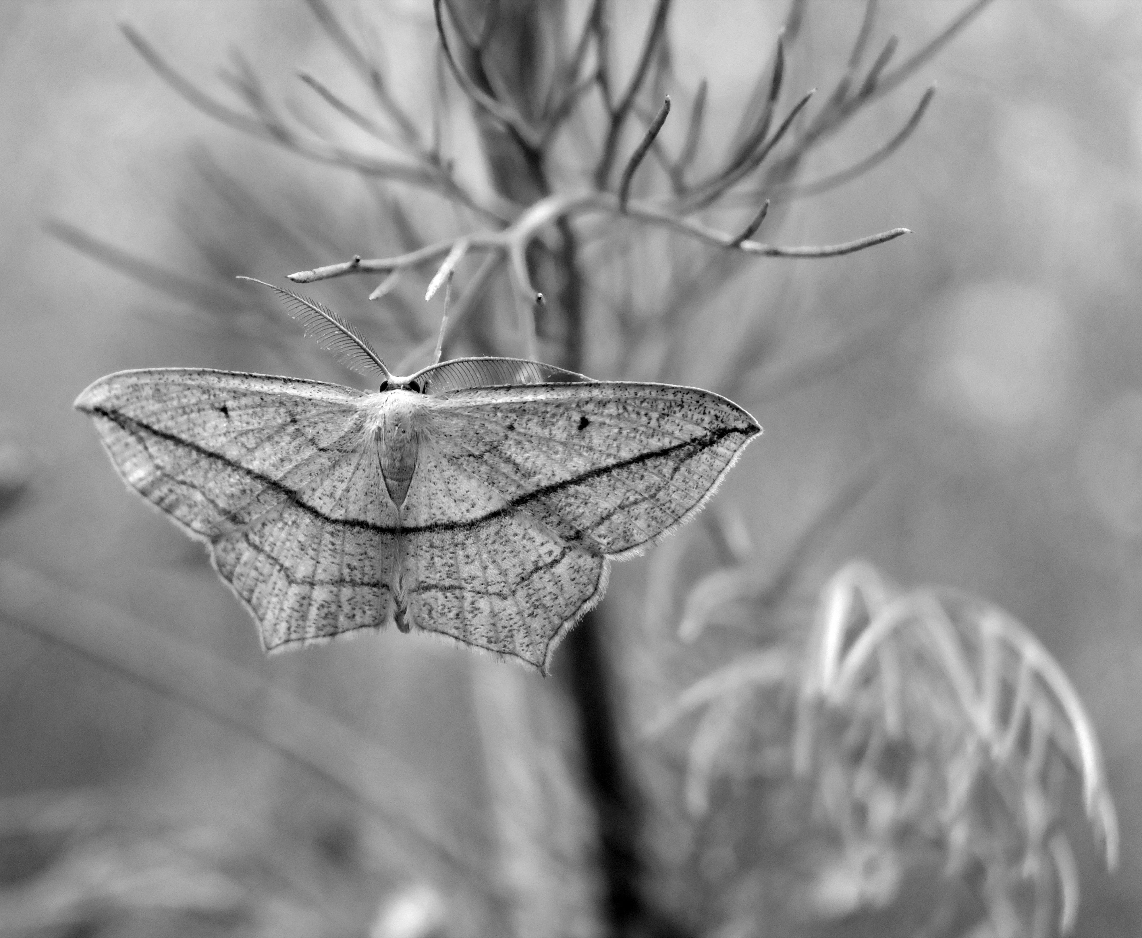Blood Vein Moth with Spread Wings · Free Stock Photo
