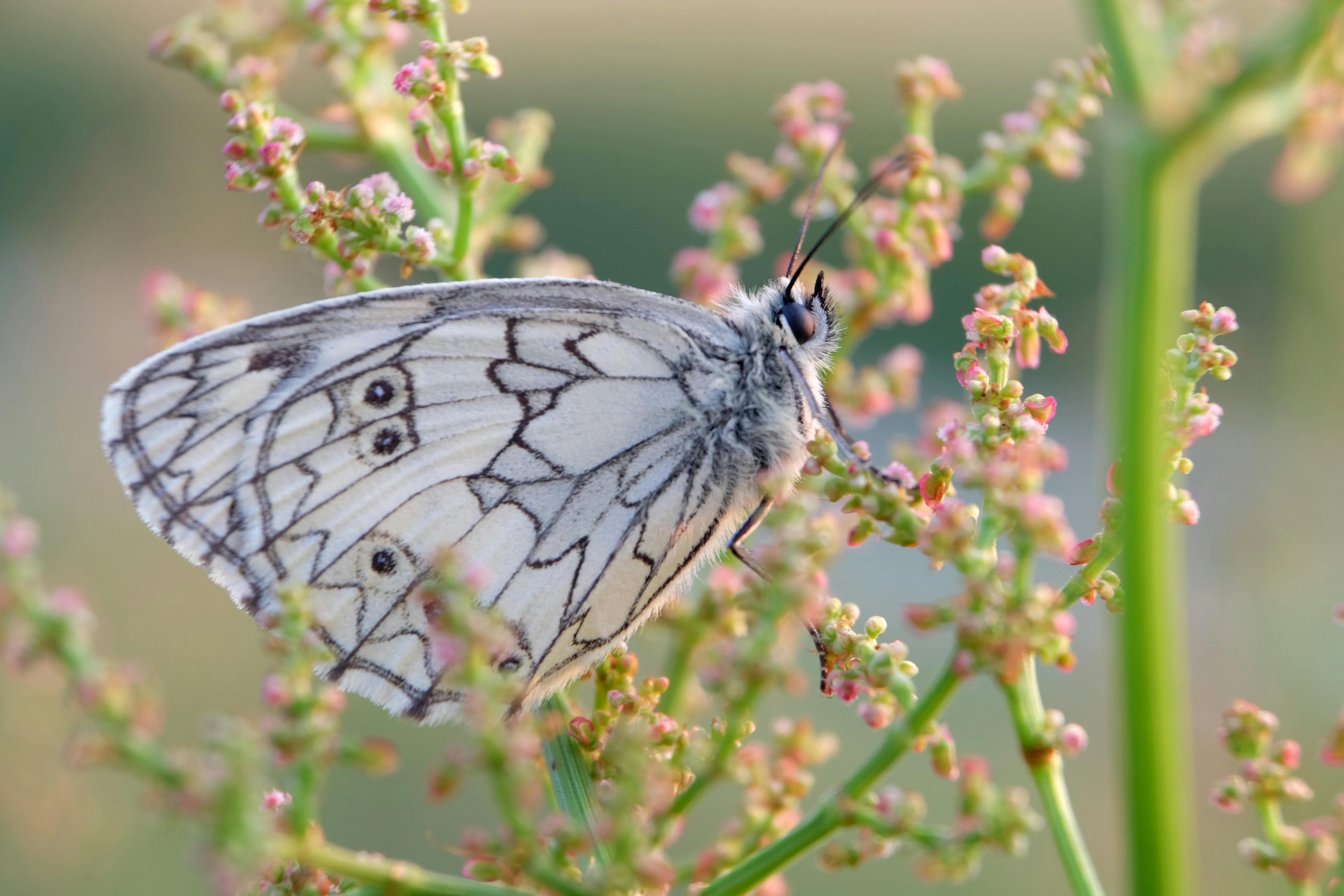 Marbled White Butterfly on Purple Flower · Free Stock Photo