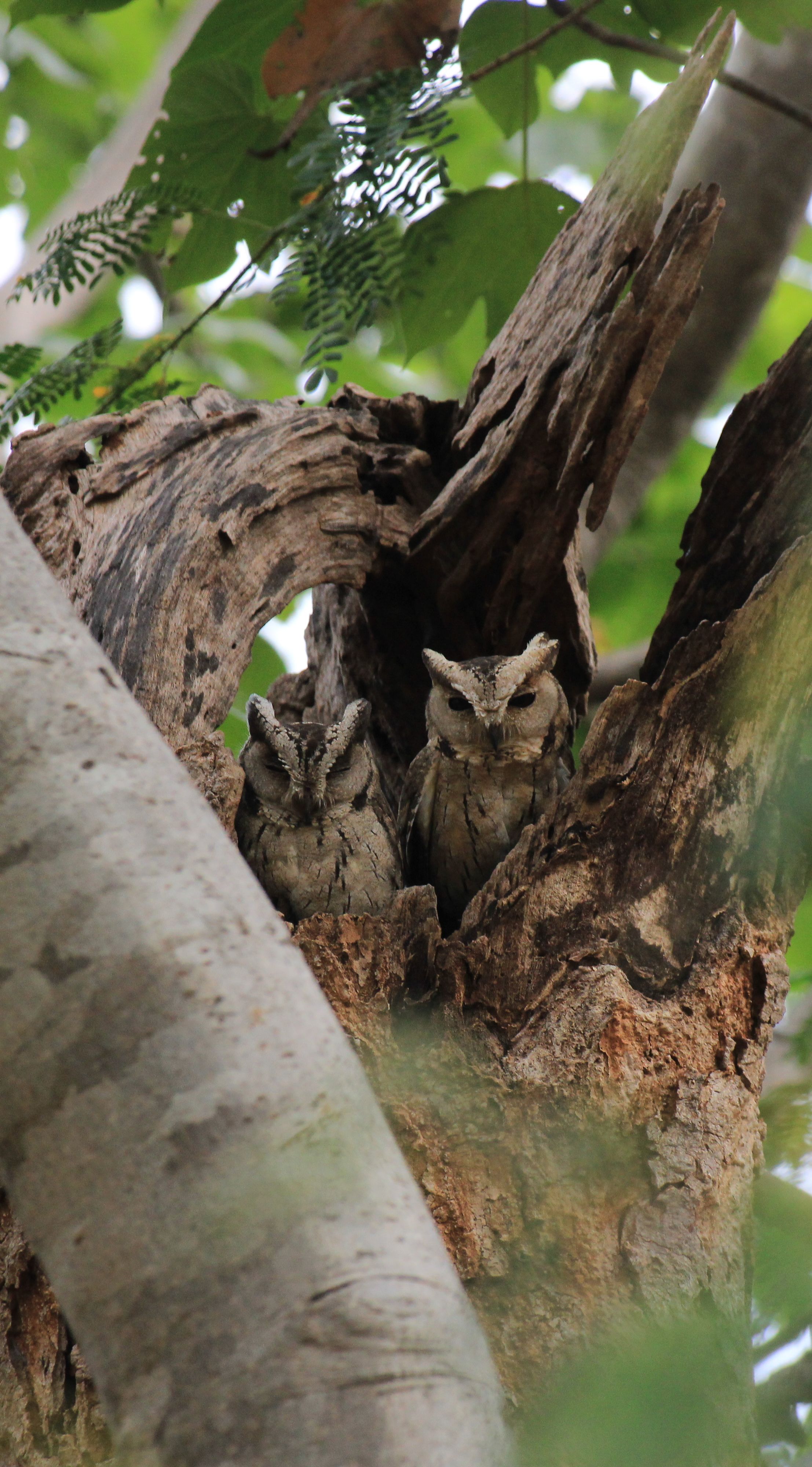 Owls in Nest on Tree · Free Stock Photo