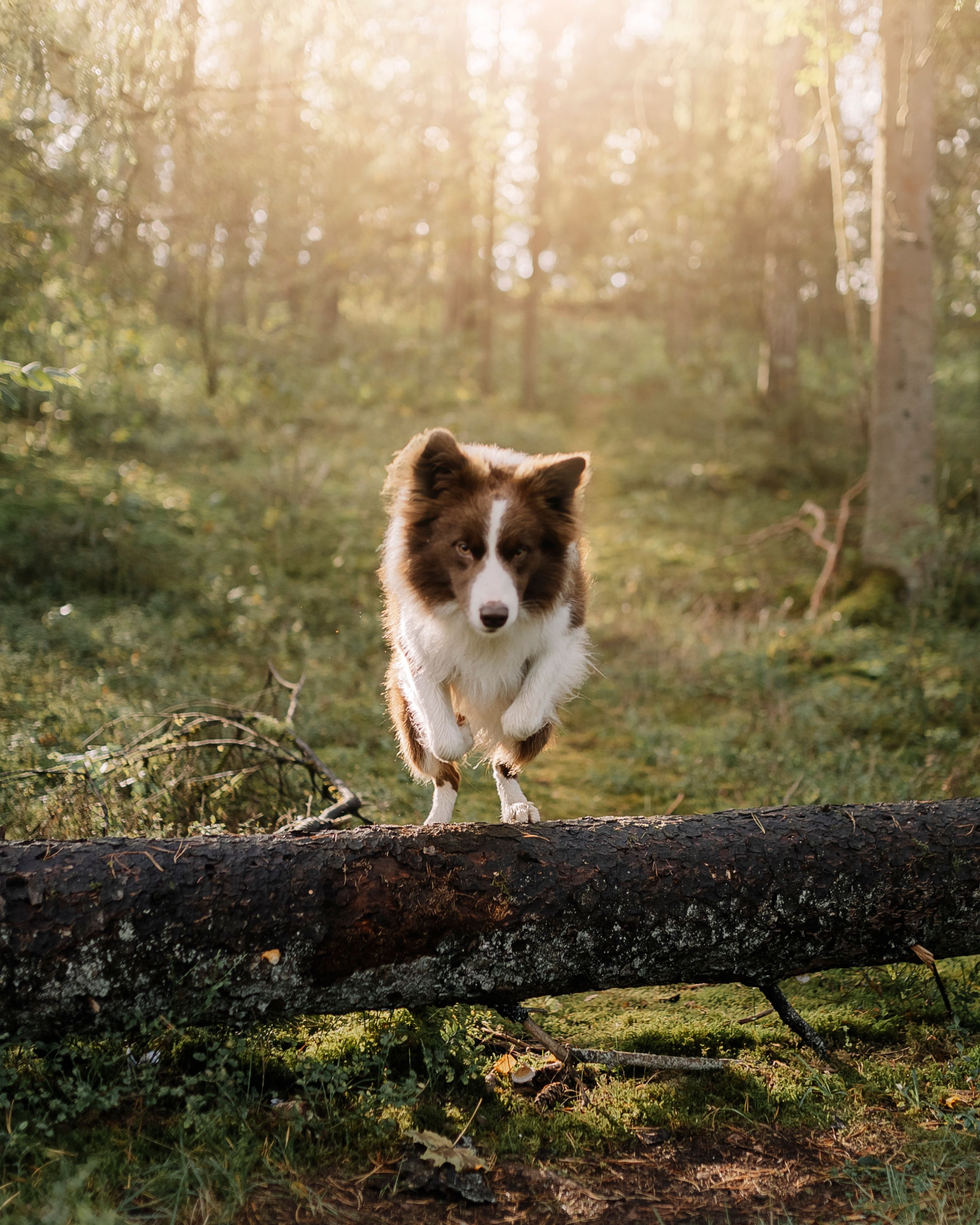 Dog Running Slow Motion Photos, Download The BEST Free Dog Running Slow ...