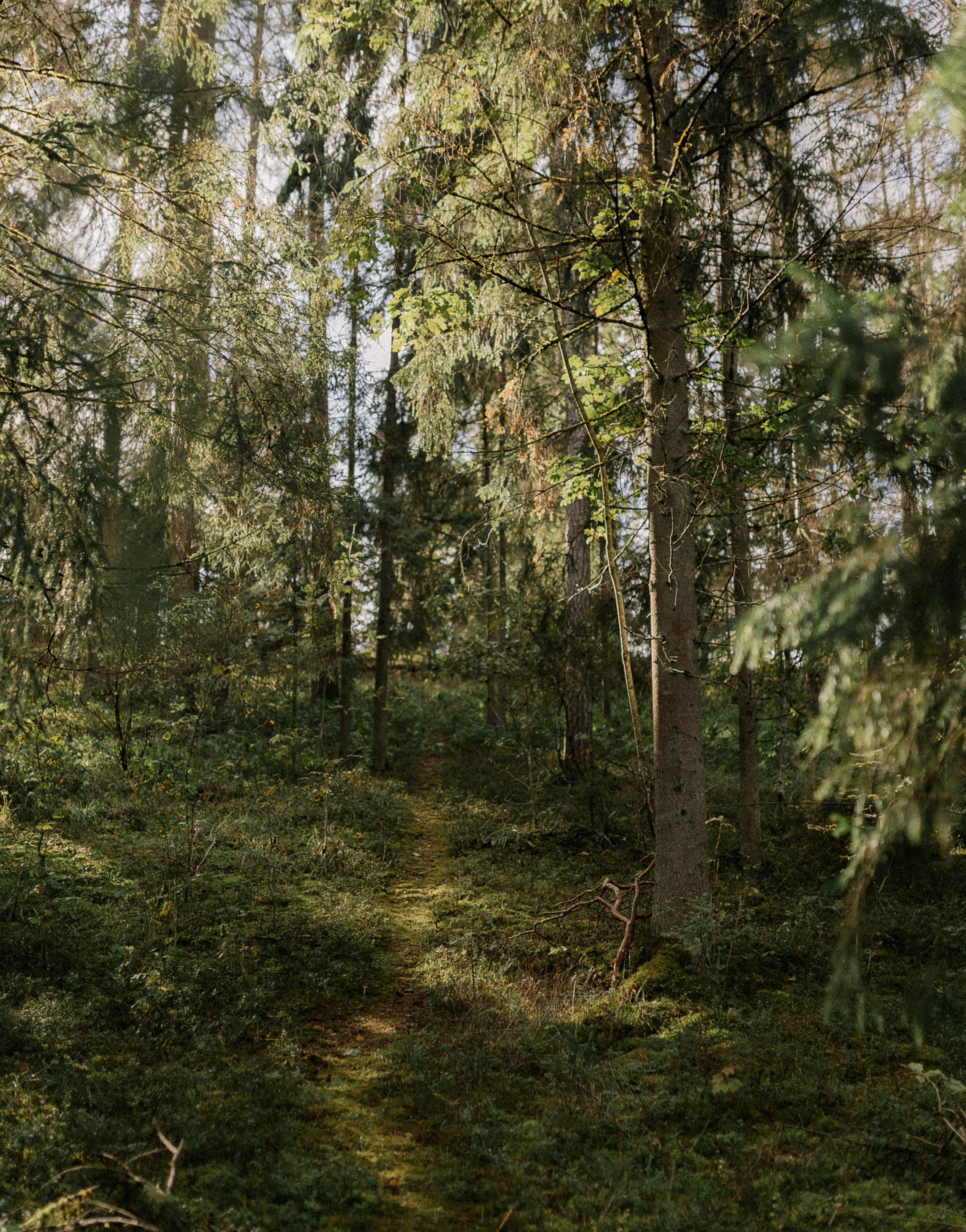 Path Through an Evergreen Coniferous Forest · Free Stock Photo