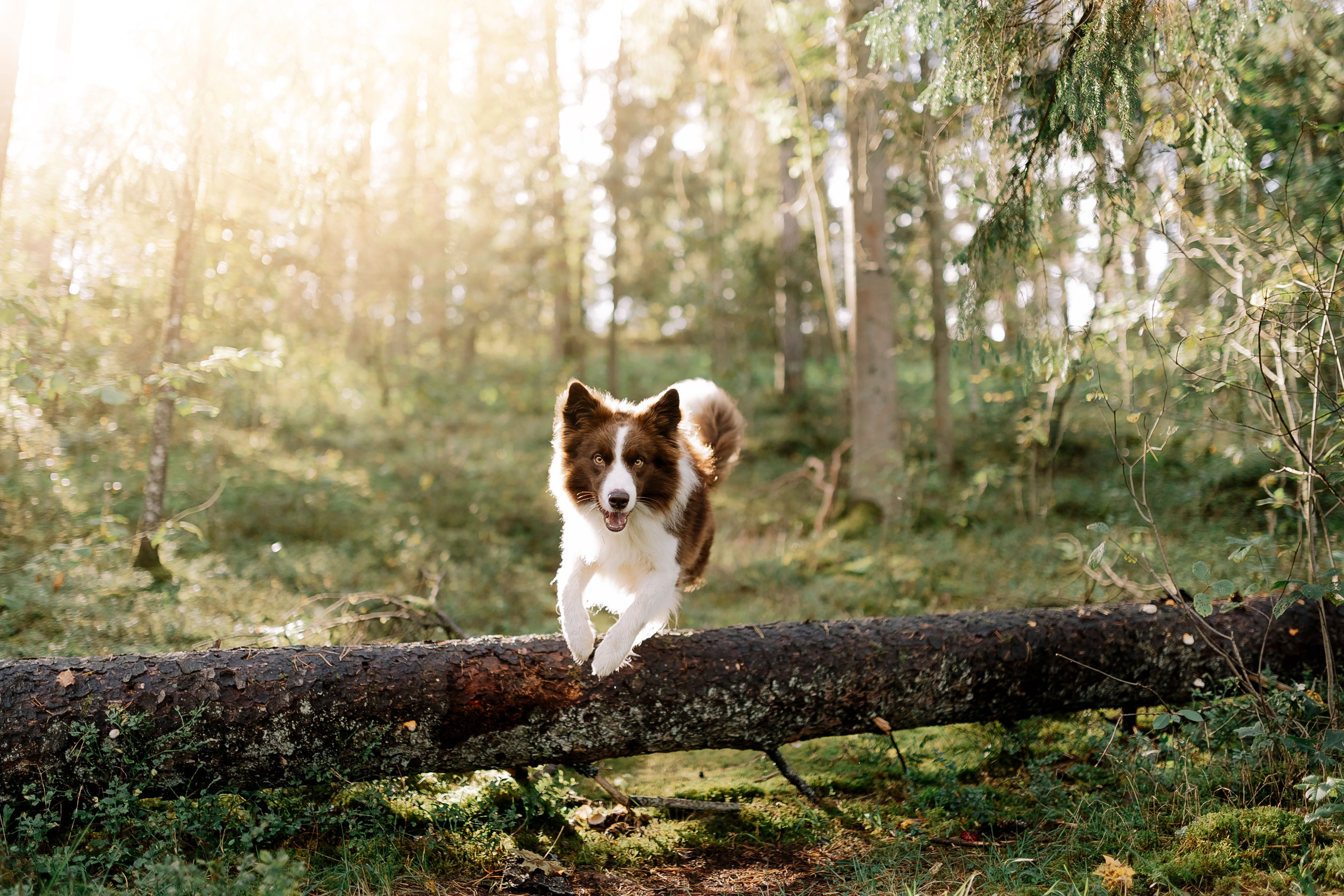A Border Collie Dog in a Forest · Free Stock Photo