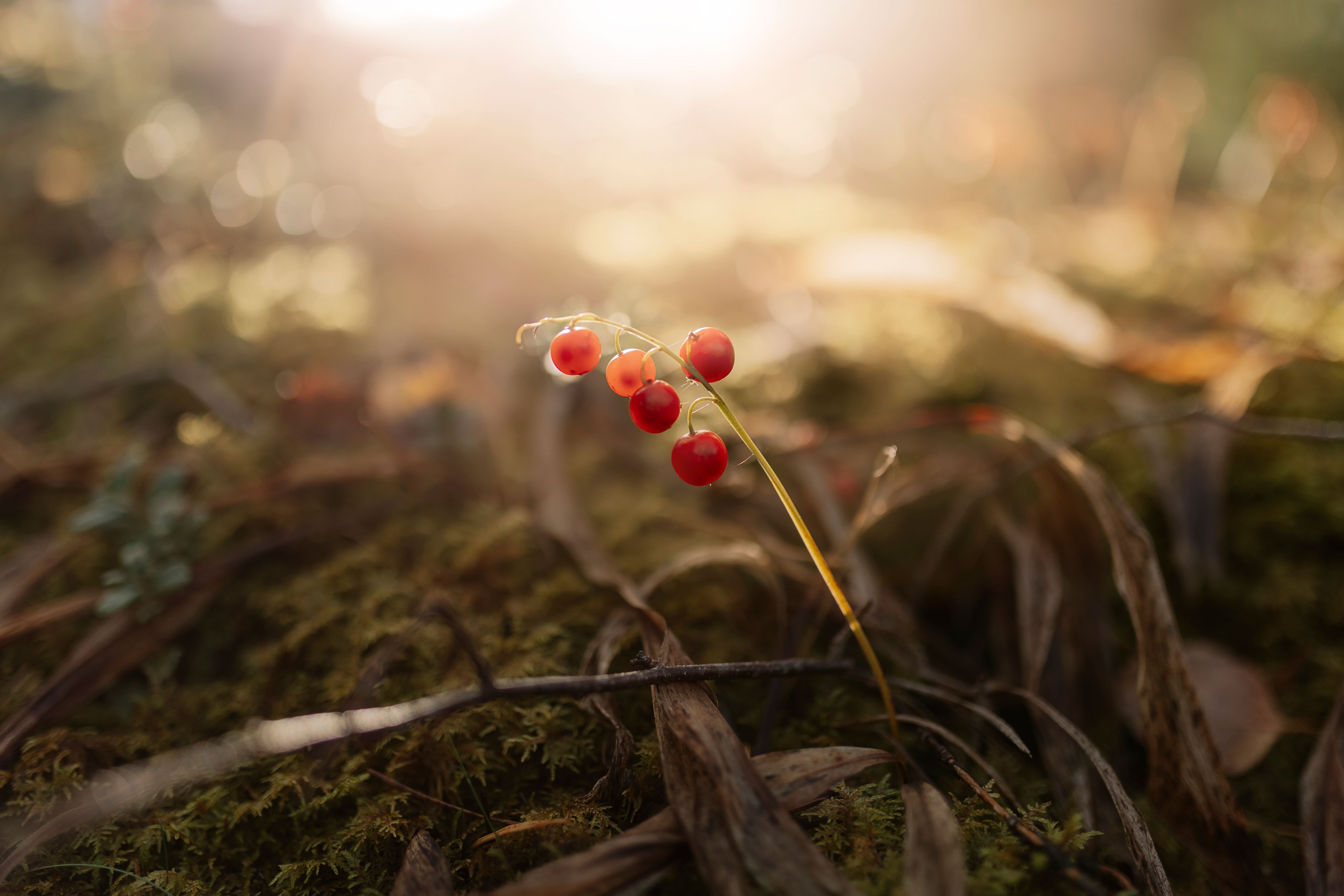 Undergrowth Photos, Download The BEST Free Undergrowth Stock Photos ...