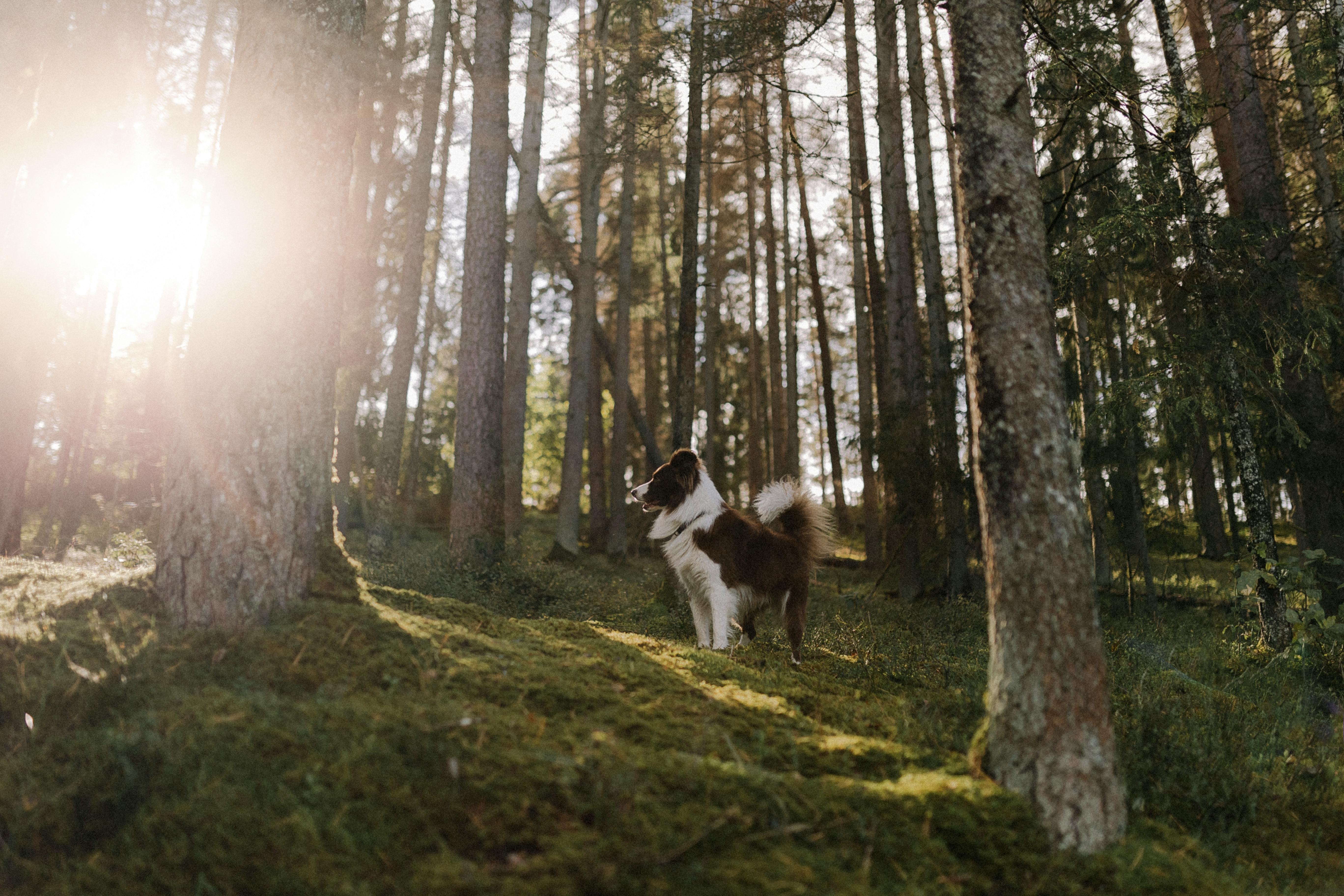 A Border Collie Dog in a Forest · Free Stock Photo