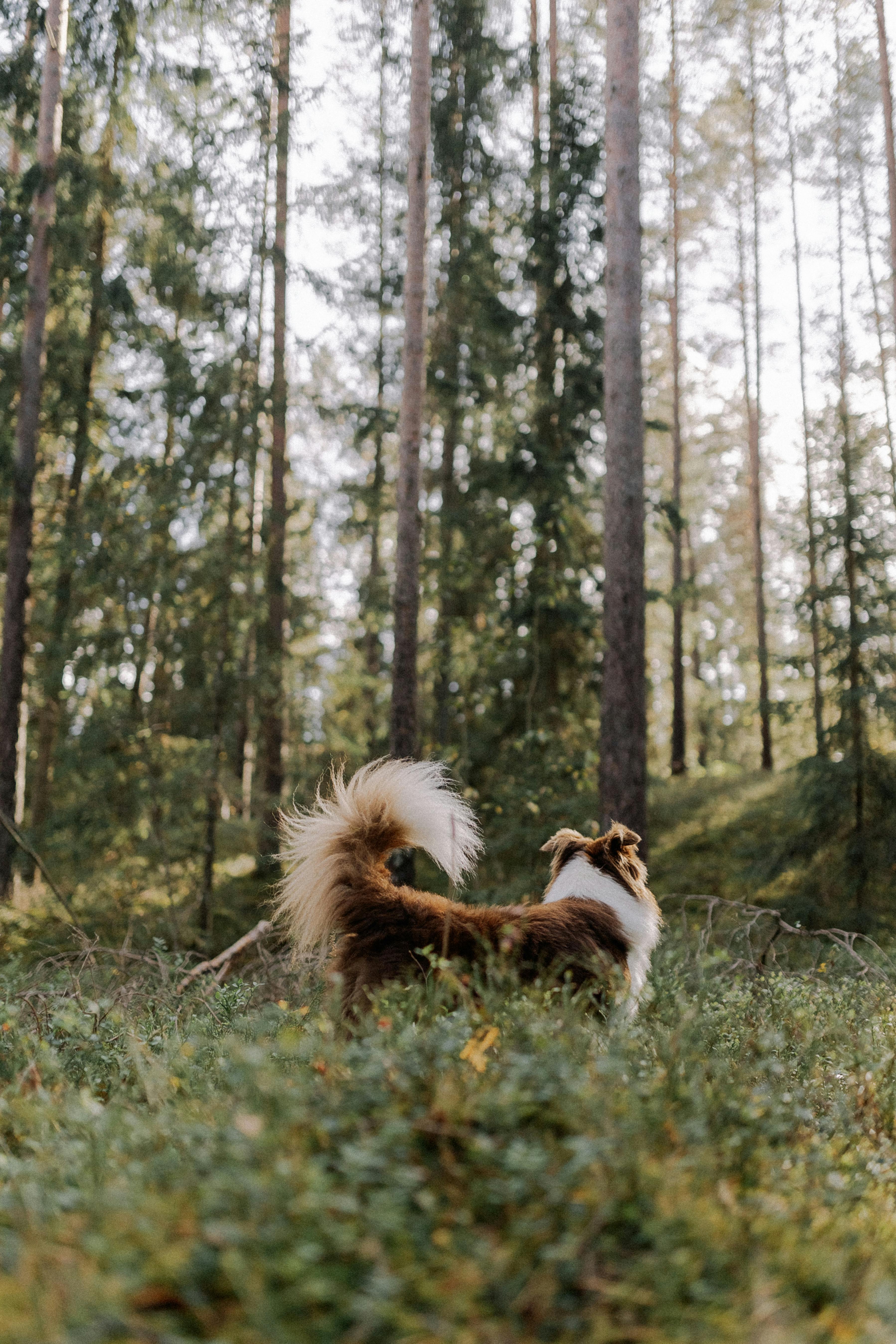 A Border Collie Dog in a Forest · Free Stock Photo
