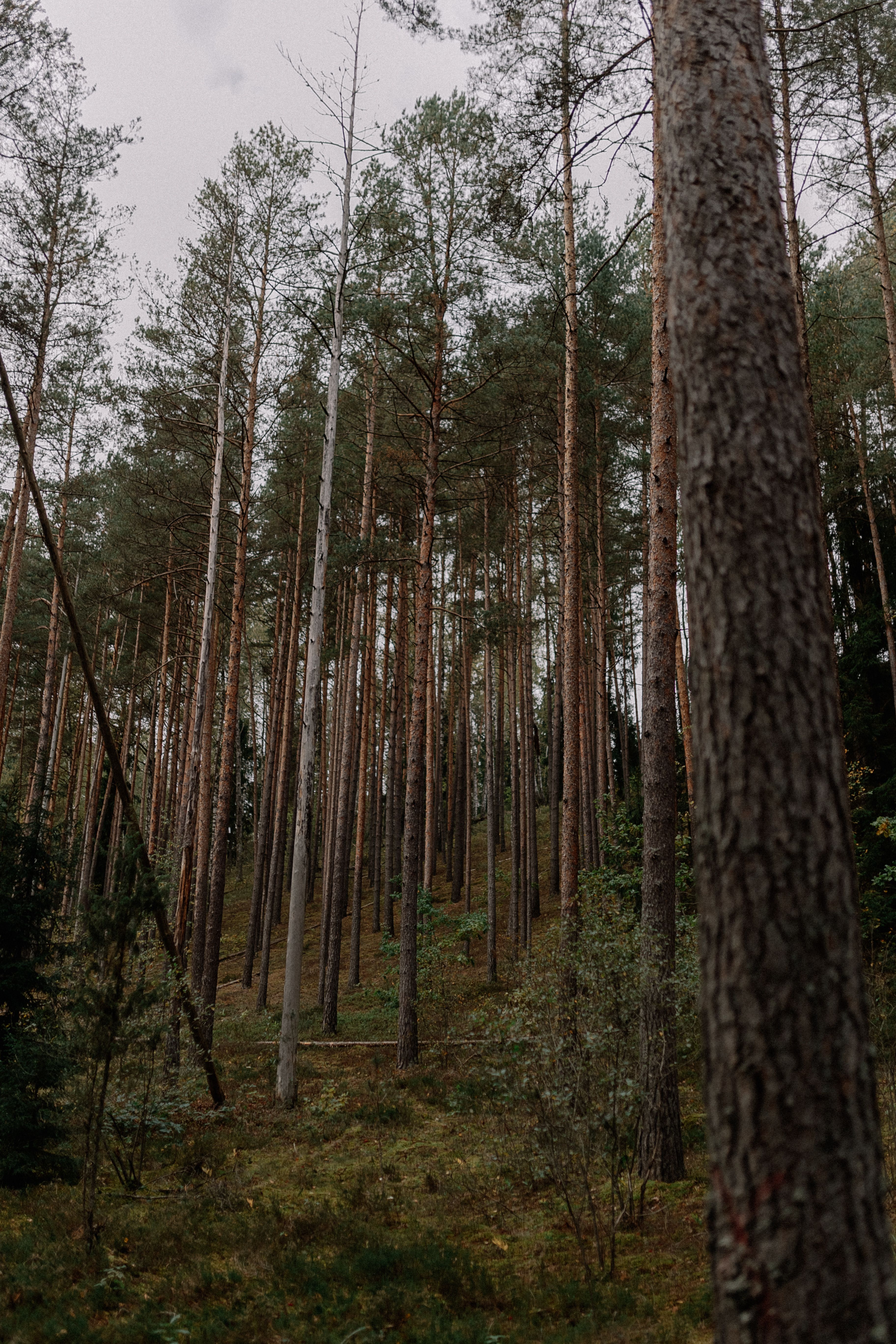 Trees Growing on Slope · Free Stock Photo