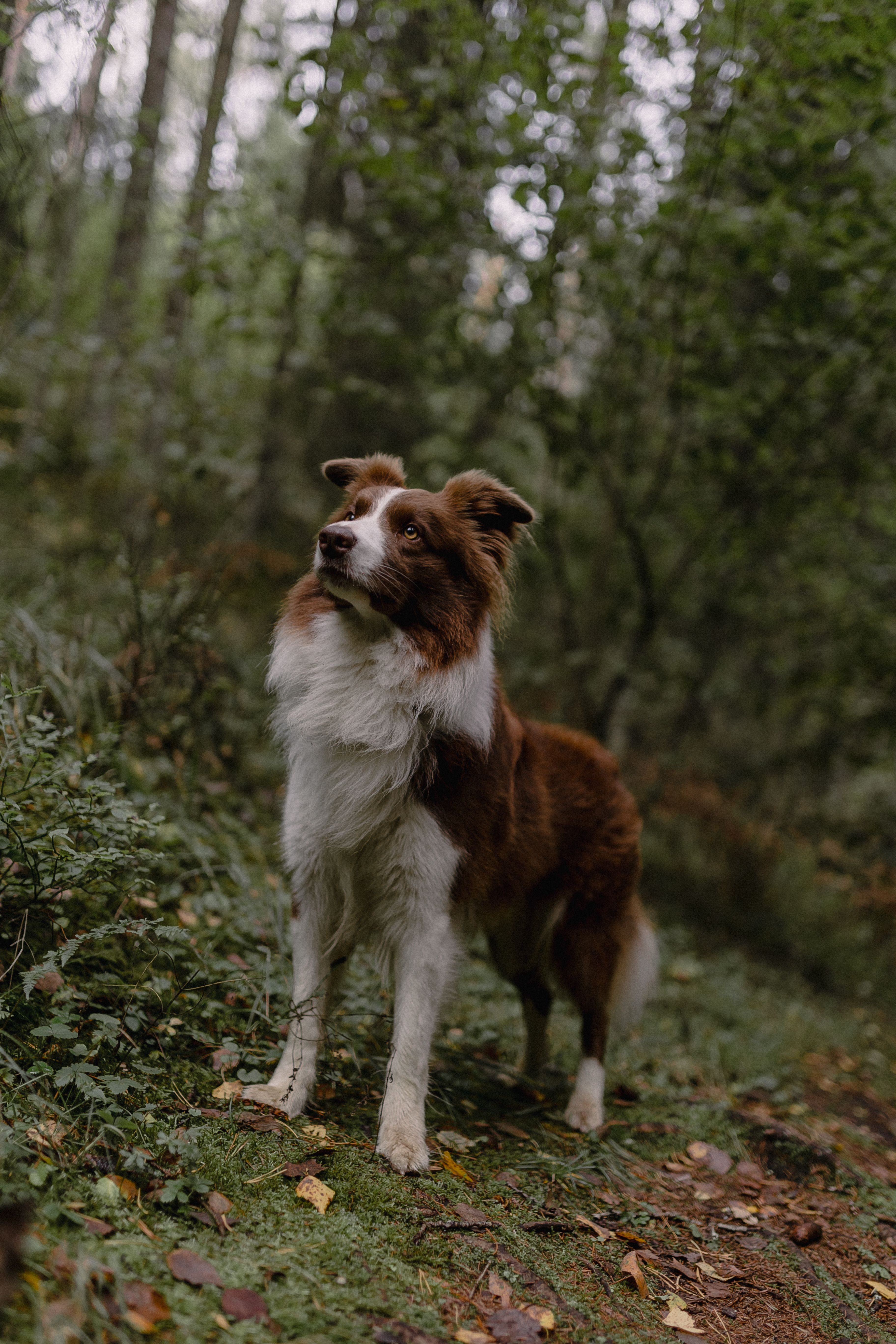 A Border Collie Dog in a Forest · Free Stock Photo