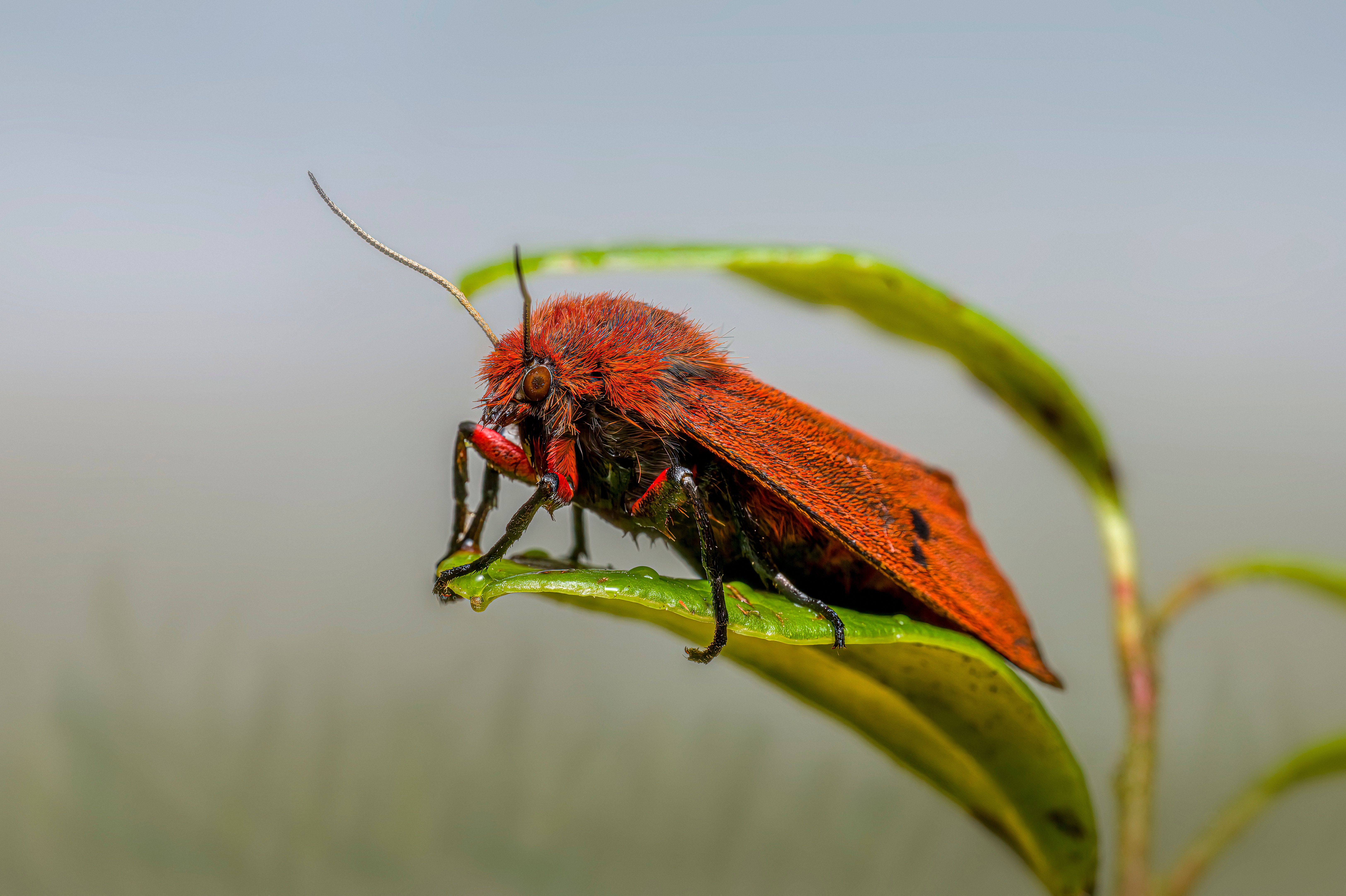 A red moth sitting on top of a green leaf · Free Stock Photo
