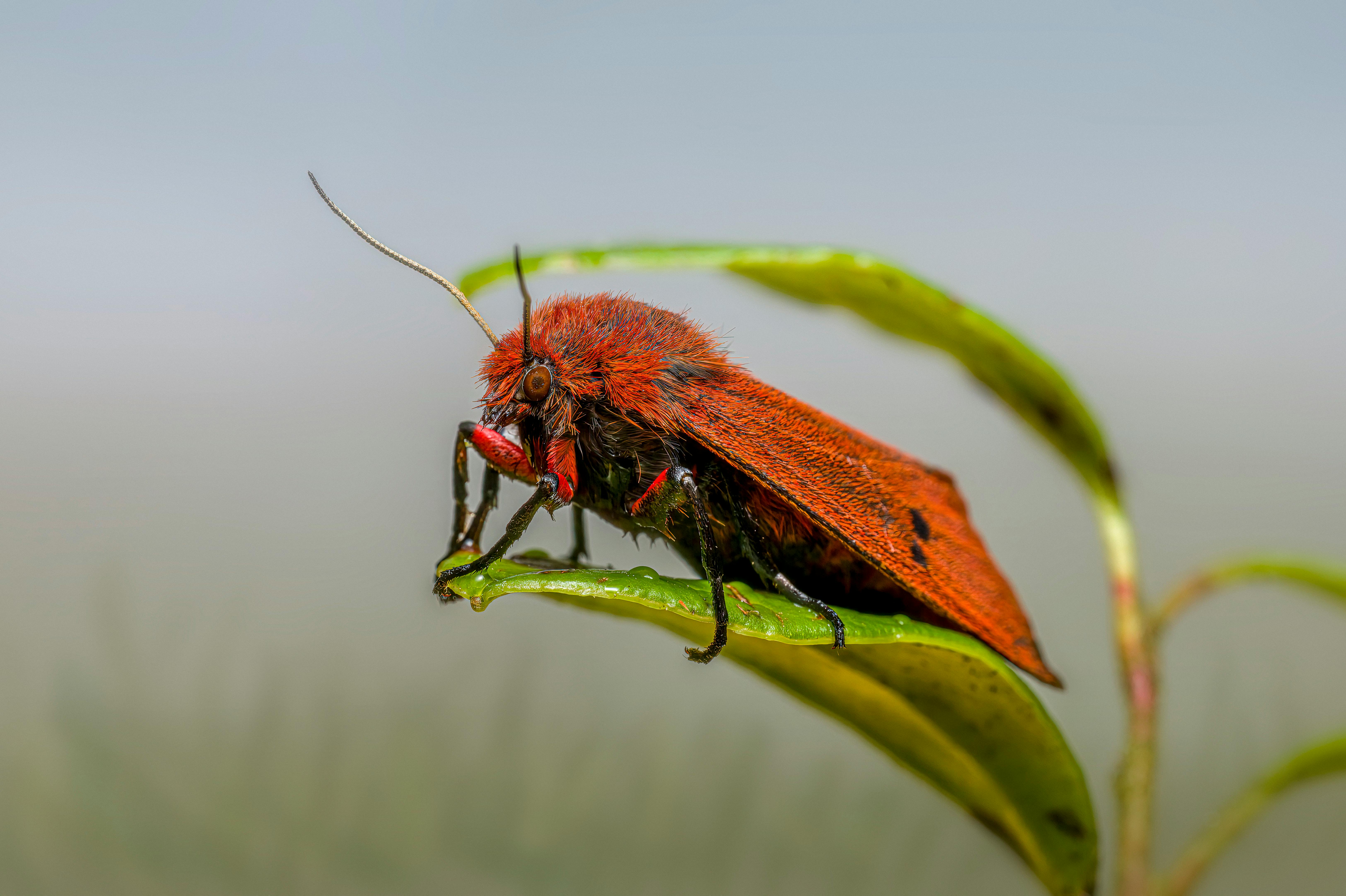 Exotic Insect on Leaf · Free Stock Photo