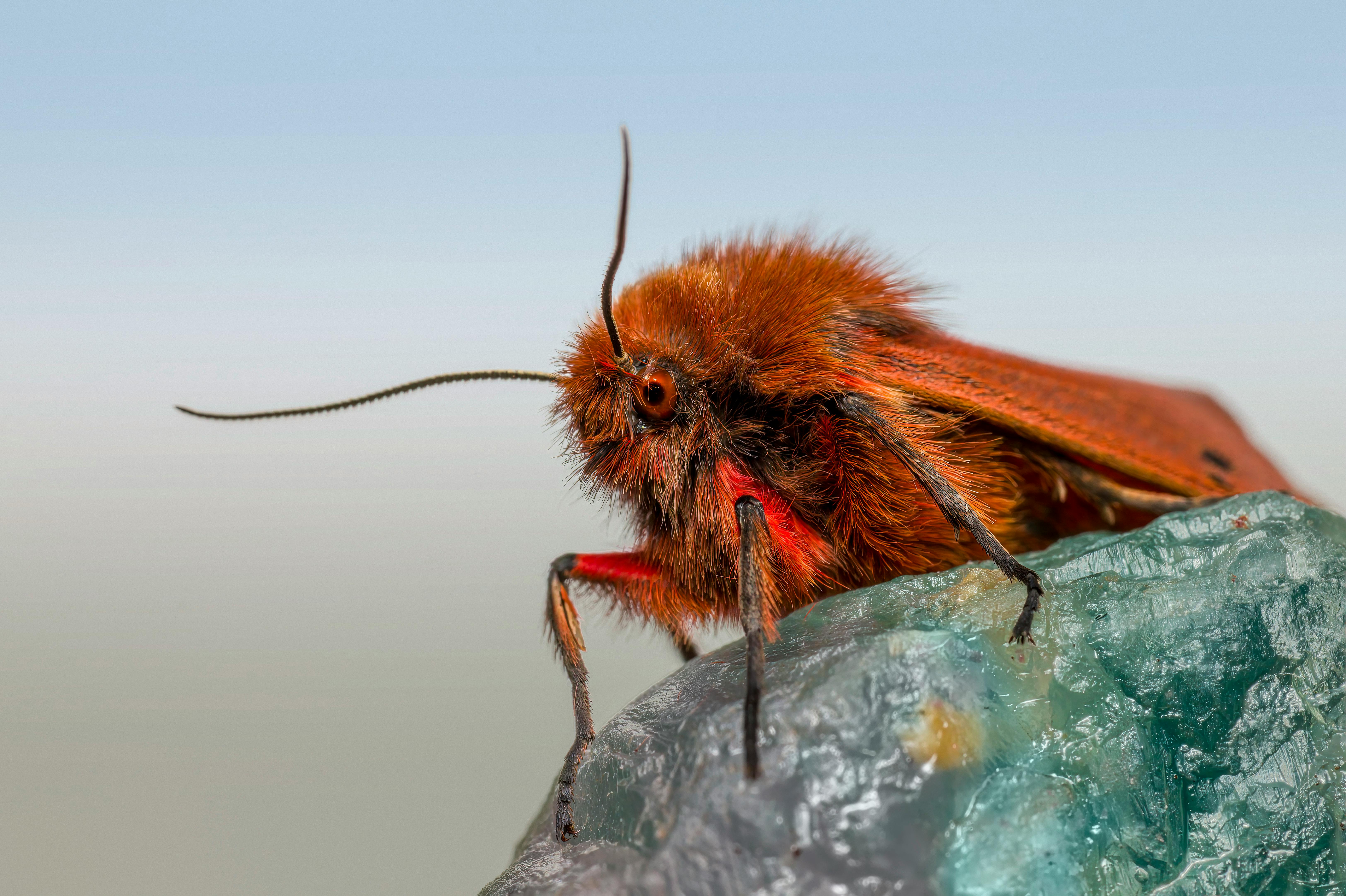 Ruby Tiger Moth Standing on a Crystal · Free Stock Photo