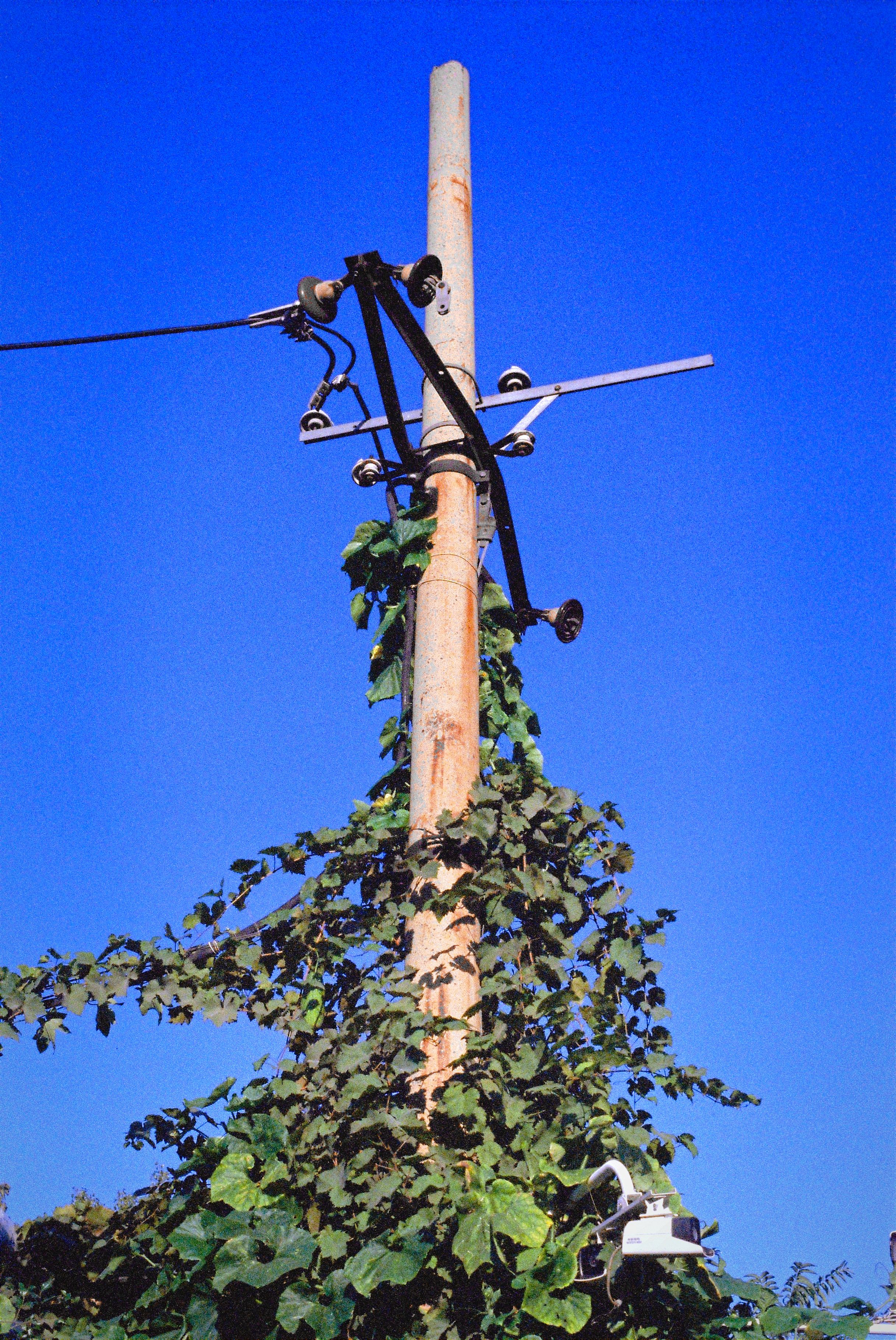Low Angle Shot of an Electricity Pole with a Climbing Plant · Free ...