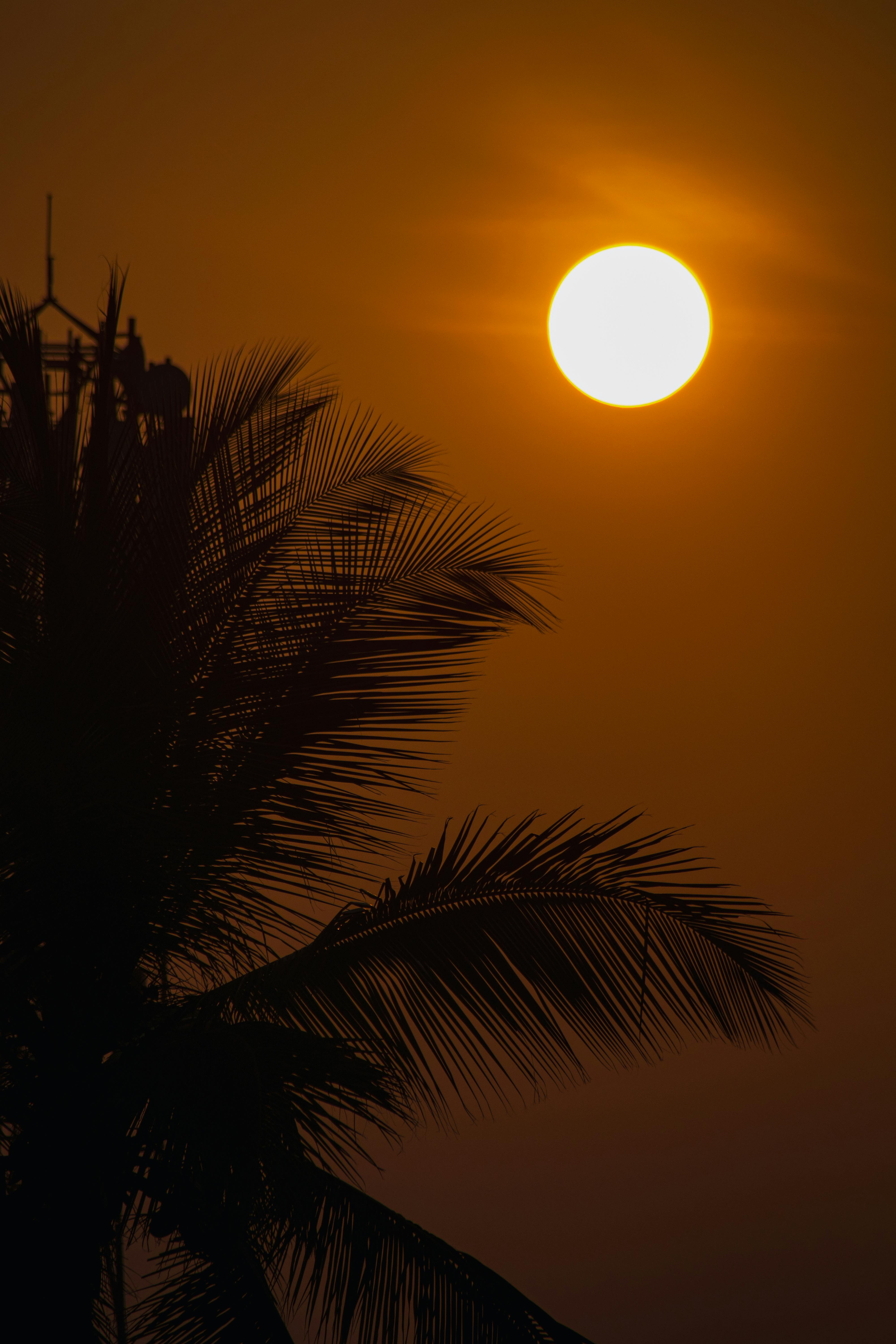 Sun Flawers Photos, Download The BEST Free Sun Flawers Stock Photos ...