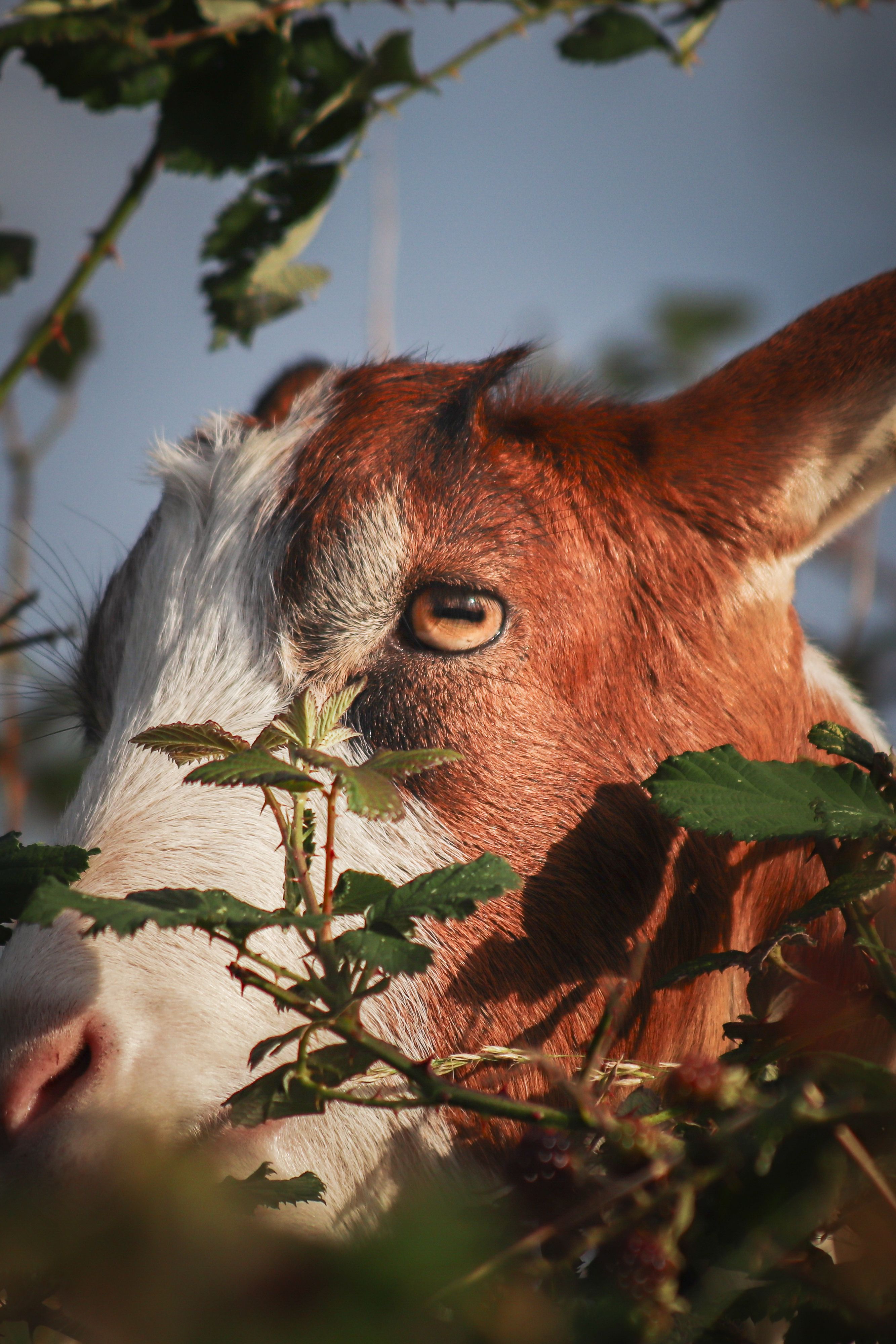 View of a Cow between Branches and Leaves · Free Stock Photo