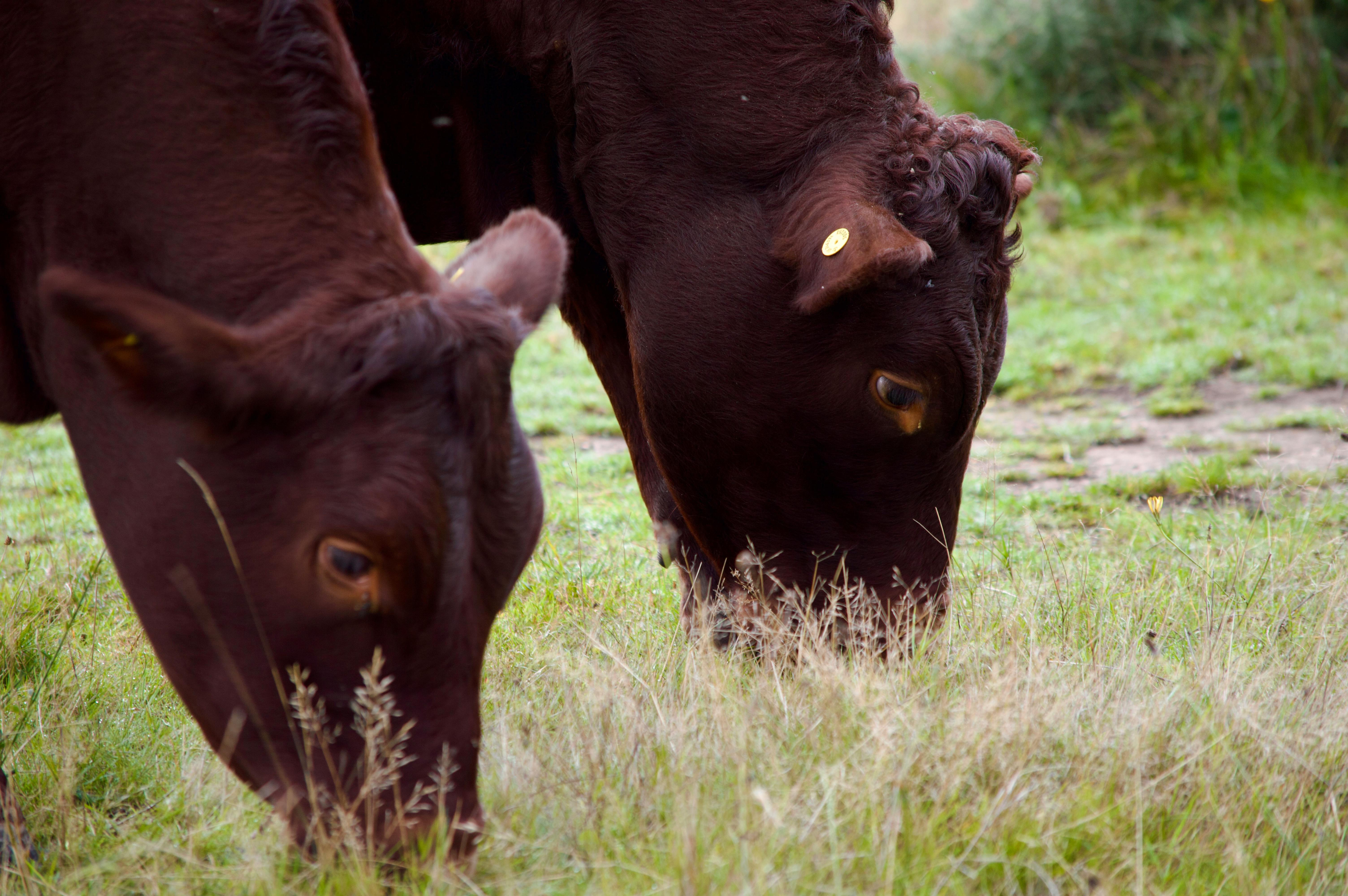 White and Brown Cow Smelling the Soil · Free Stock Photo