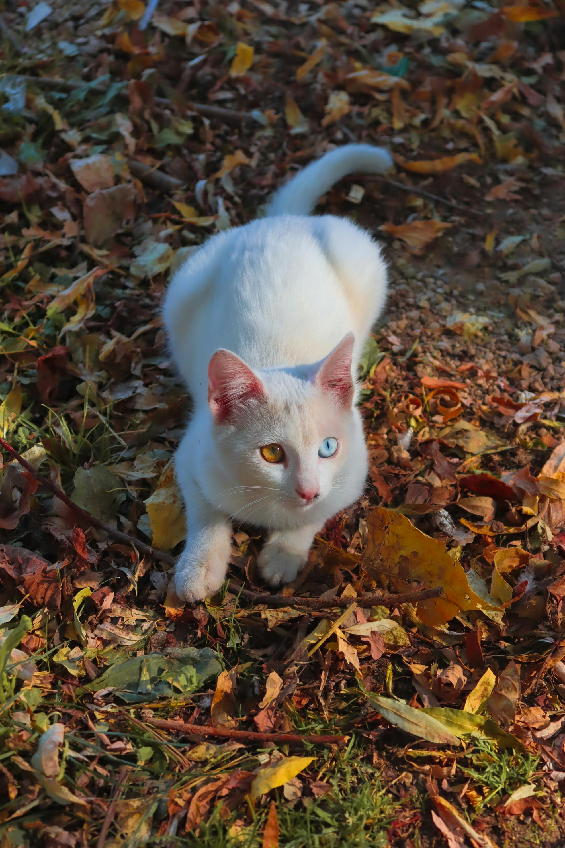 White Cat with Heterochromia · Free Stock Photo