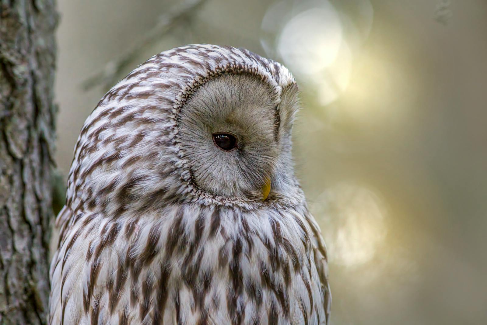 Owl Images Photos, Download The BEST Free Owl Images Stock Photos & HD ...