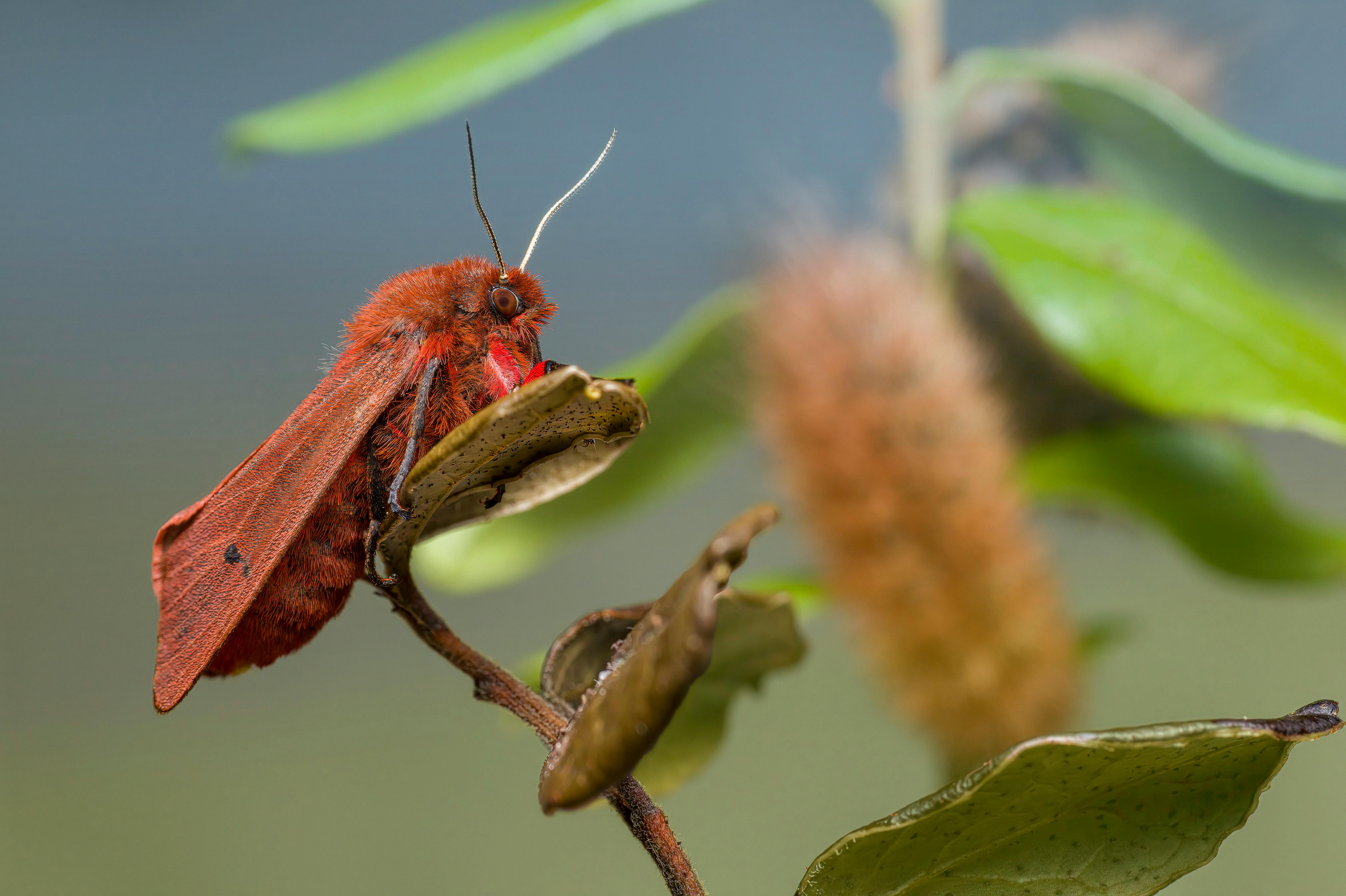 Exotic Insect among Leaves · Free Stock Photo