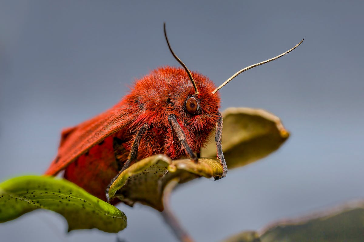 Insect Wallpaper Photos, Download The BEST Free Insect Wallpaper Stock ...