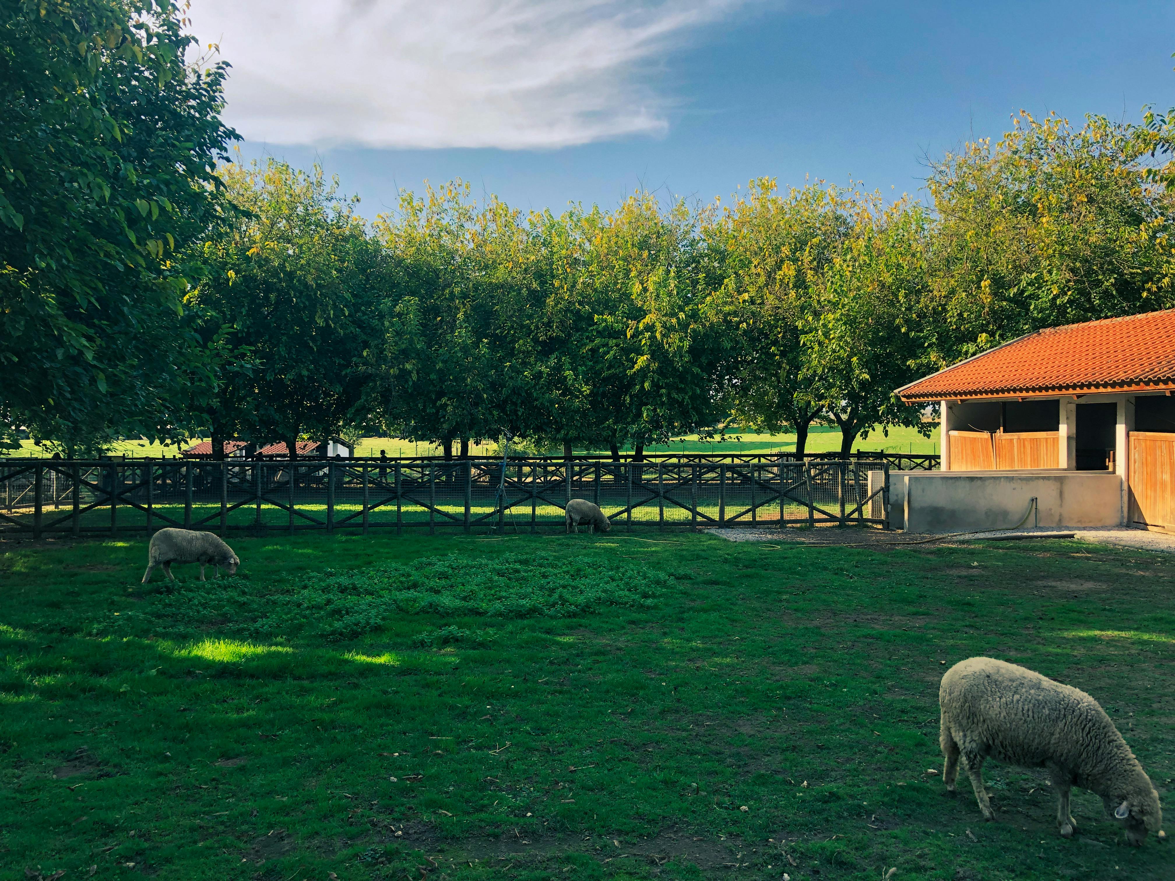 Jorge Morais - 사진