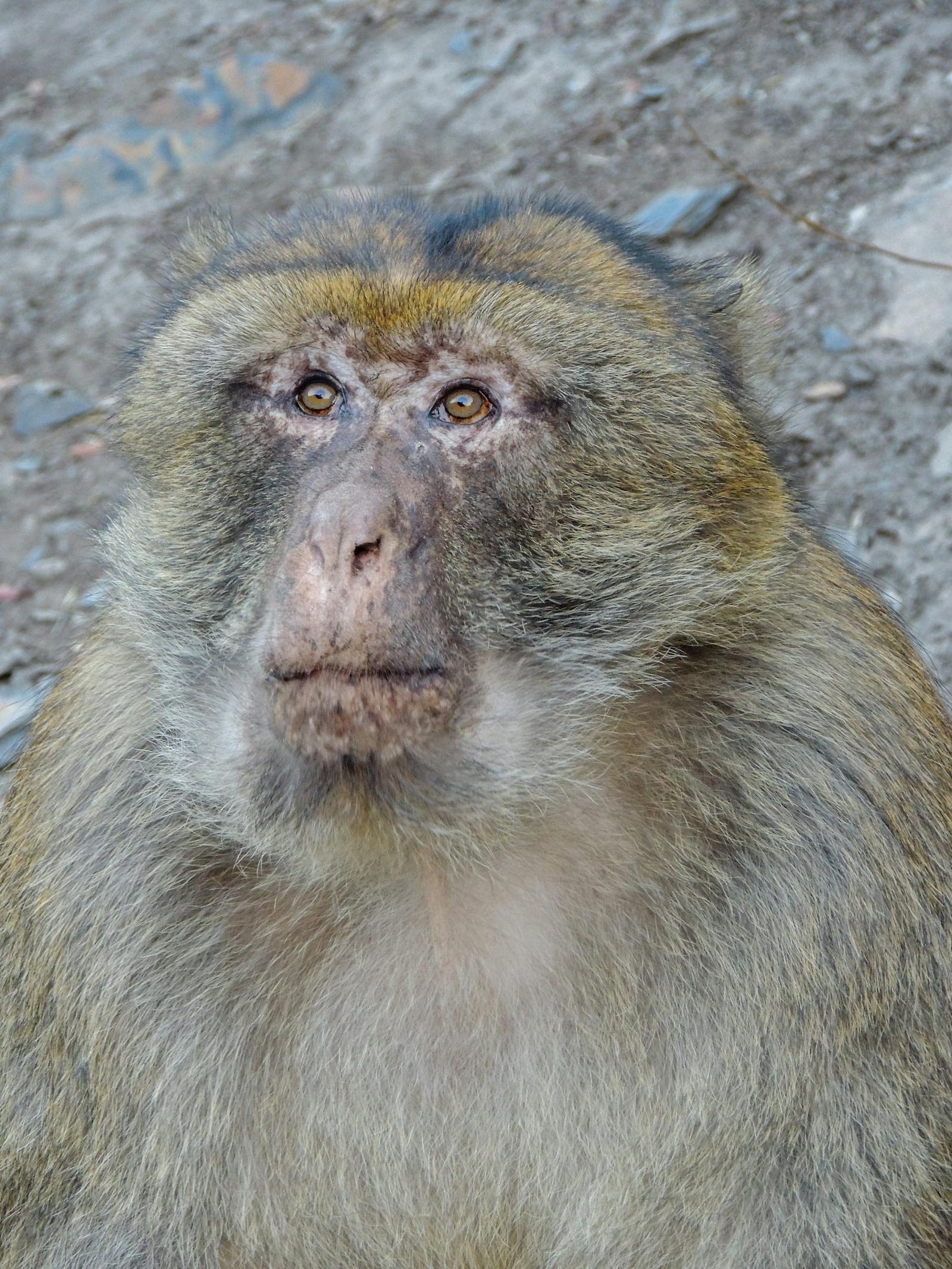 4k Monkey Wallpaper Photos, Download The BEST Free 4k Monkey Wallpaper ...