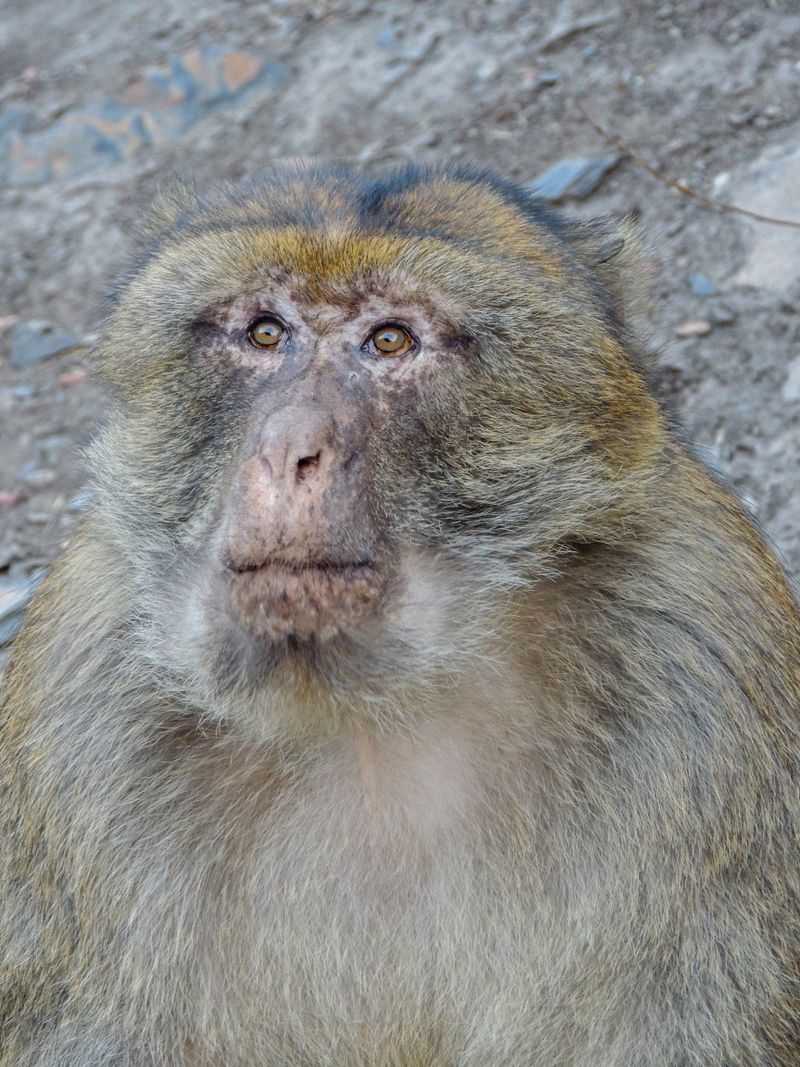 4k Monkey Wallpaper Photos, Download The BEST Free 4k Monkey Wallpaper ...