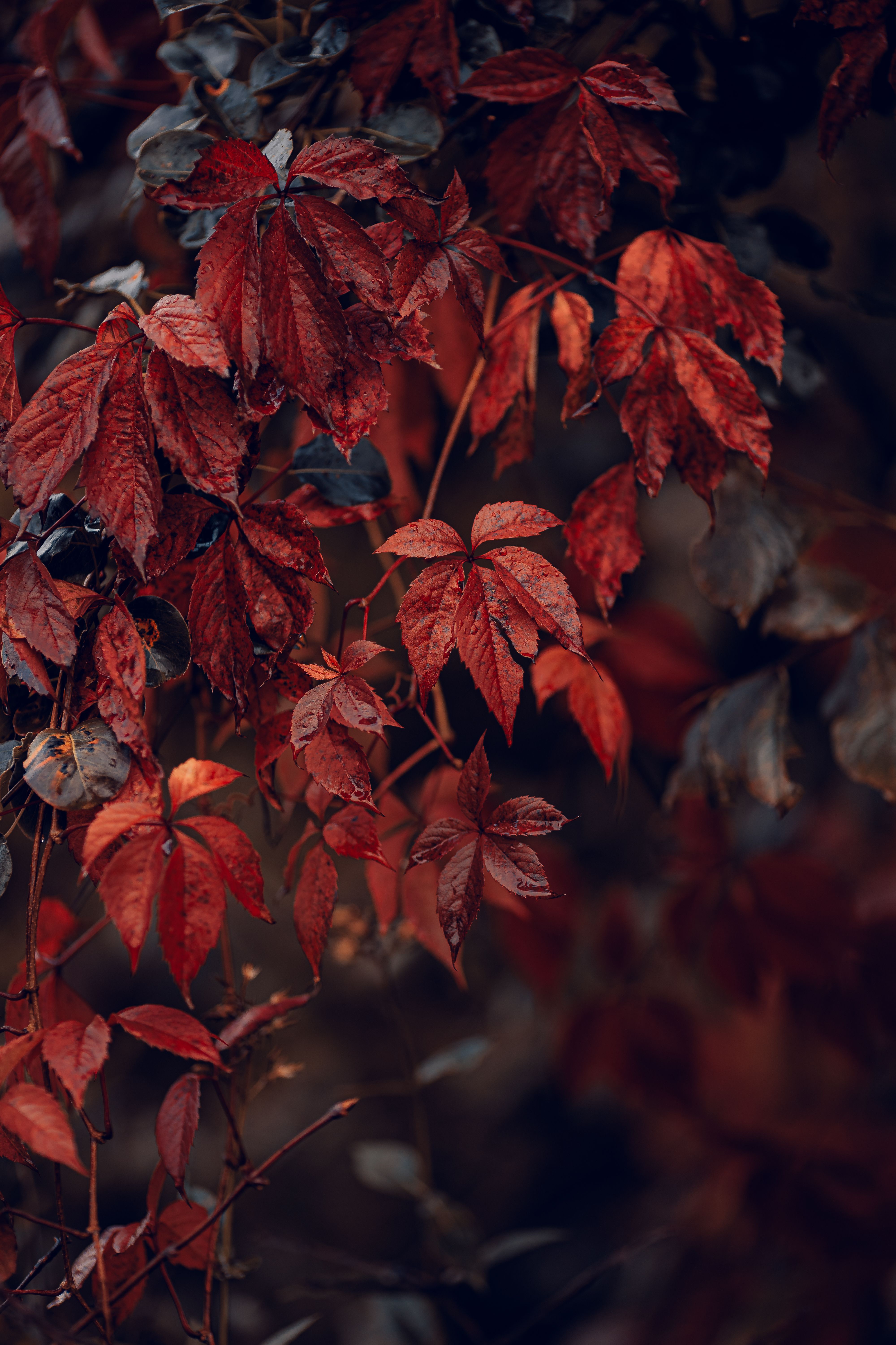 Autumn Maple Leaves · Free Stock Photo