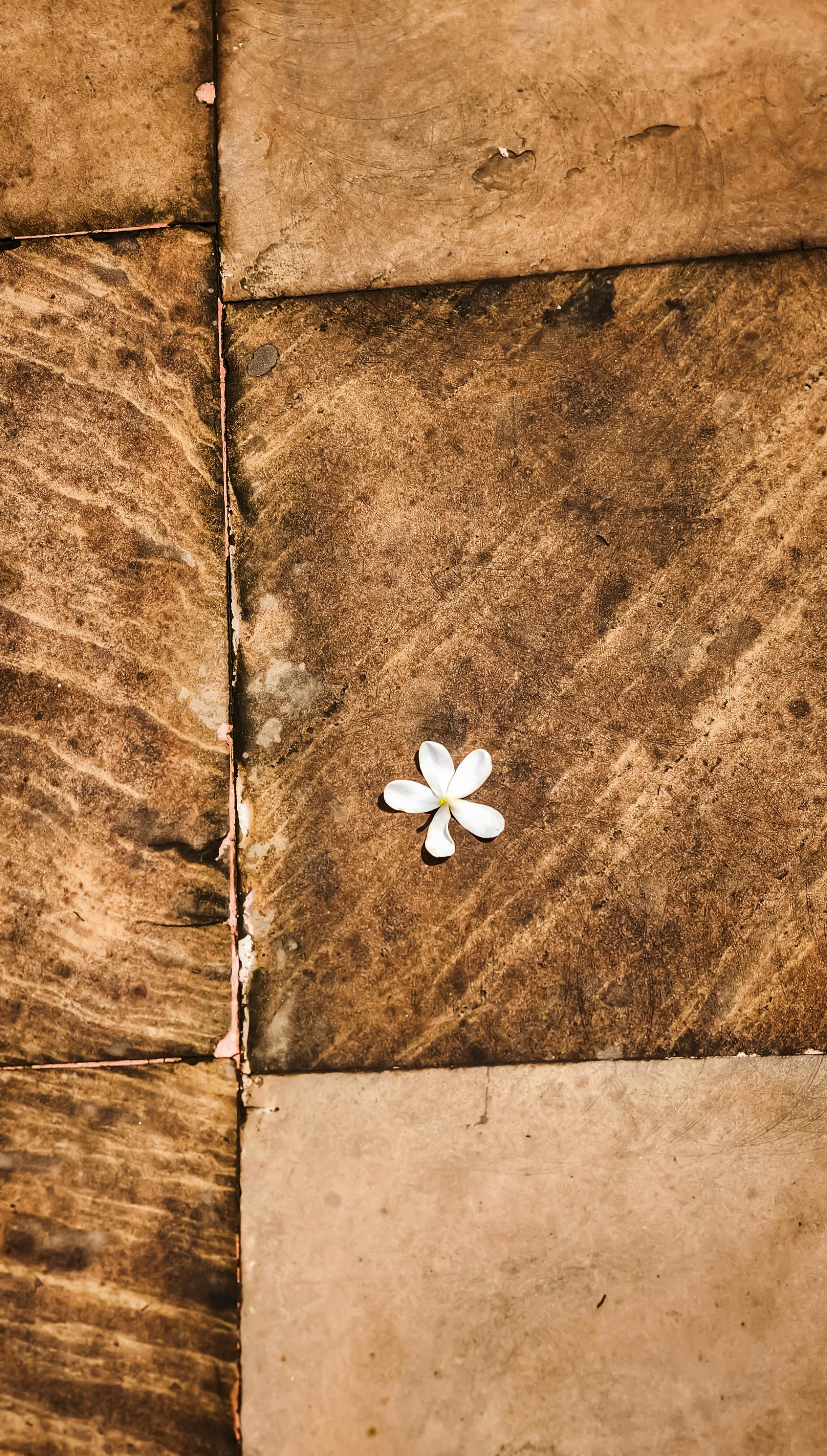 Janhavi Gupta - Fotografía