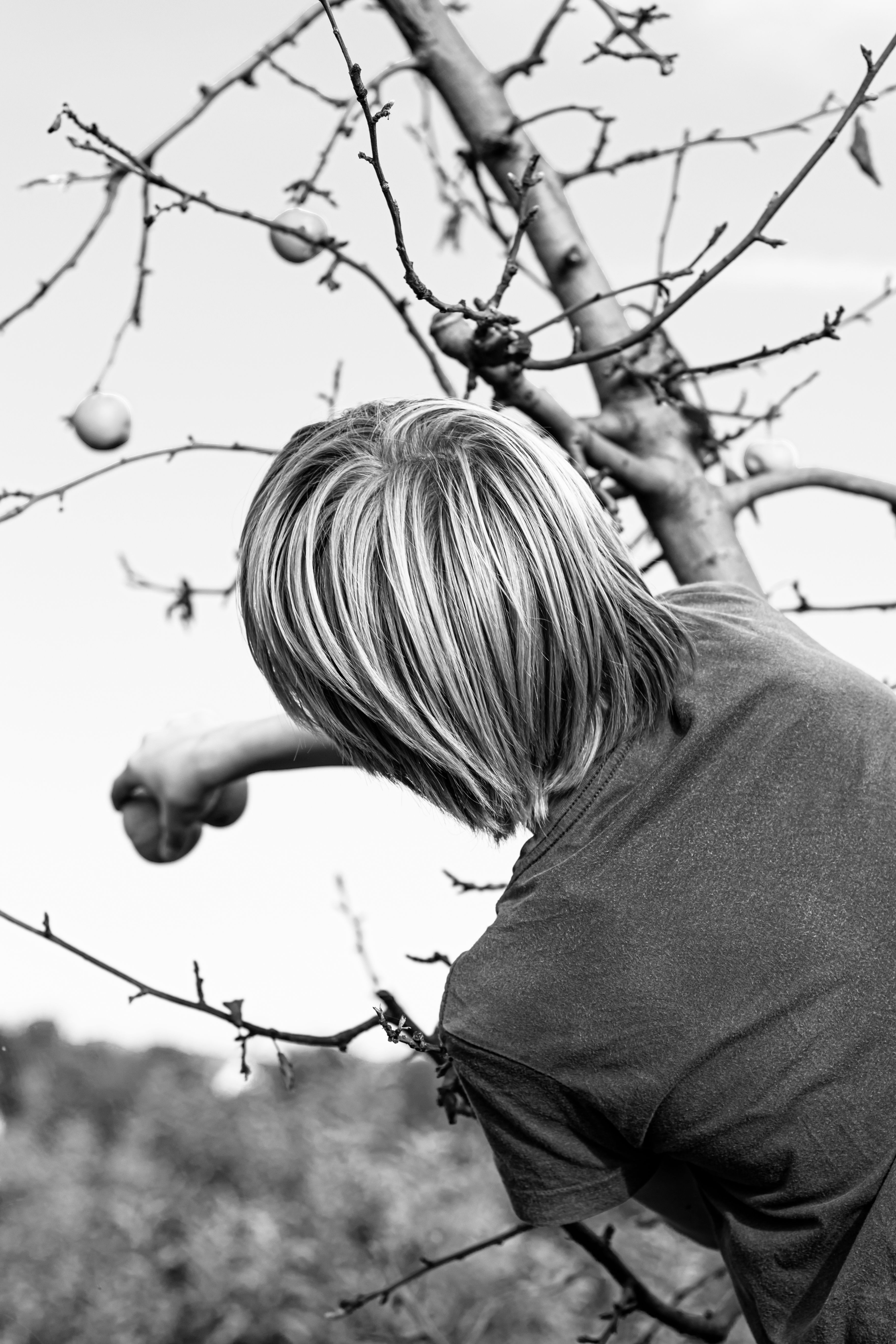 A Boy jumps to catch an apple from an apple tree · Free Stock Photo