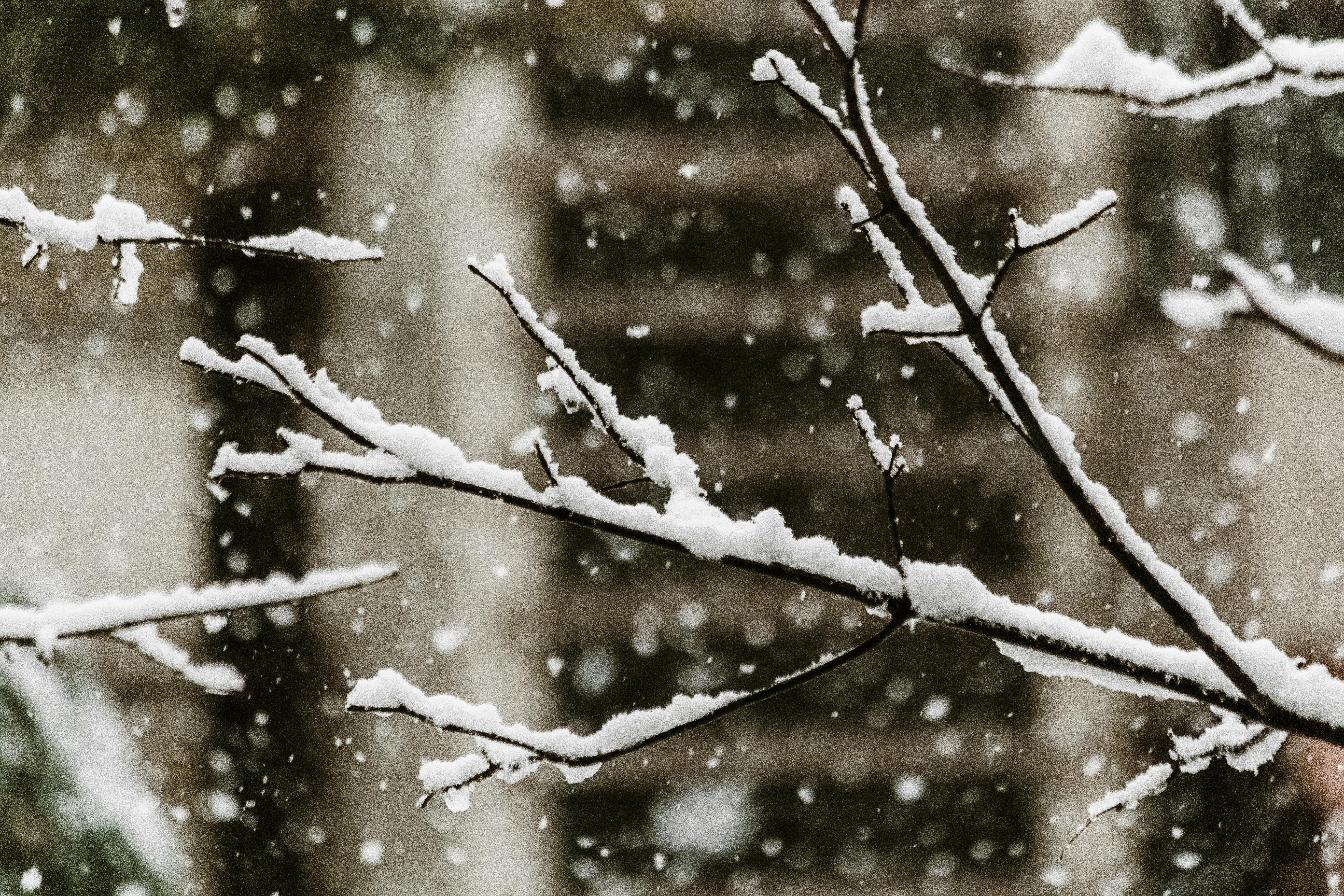 1000+ Great Snowing Photos · Pexels · Free Stock Photos