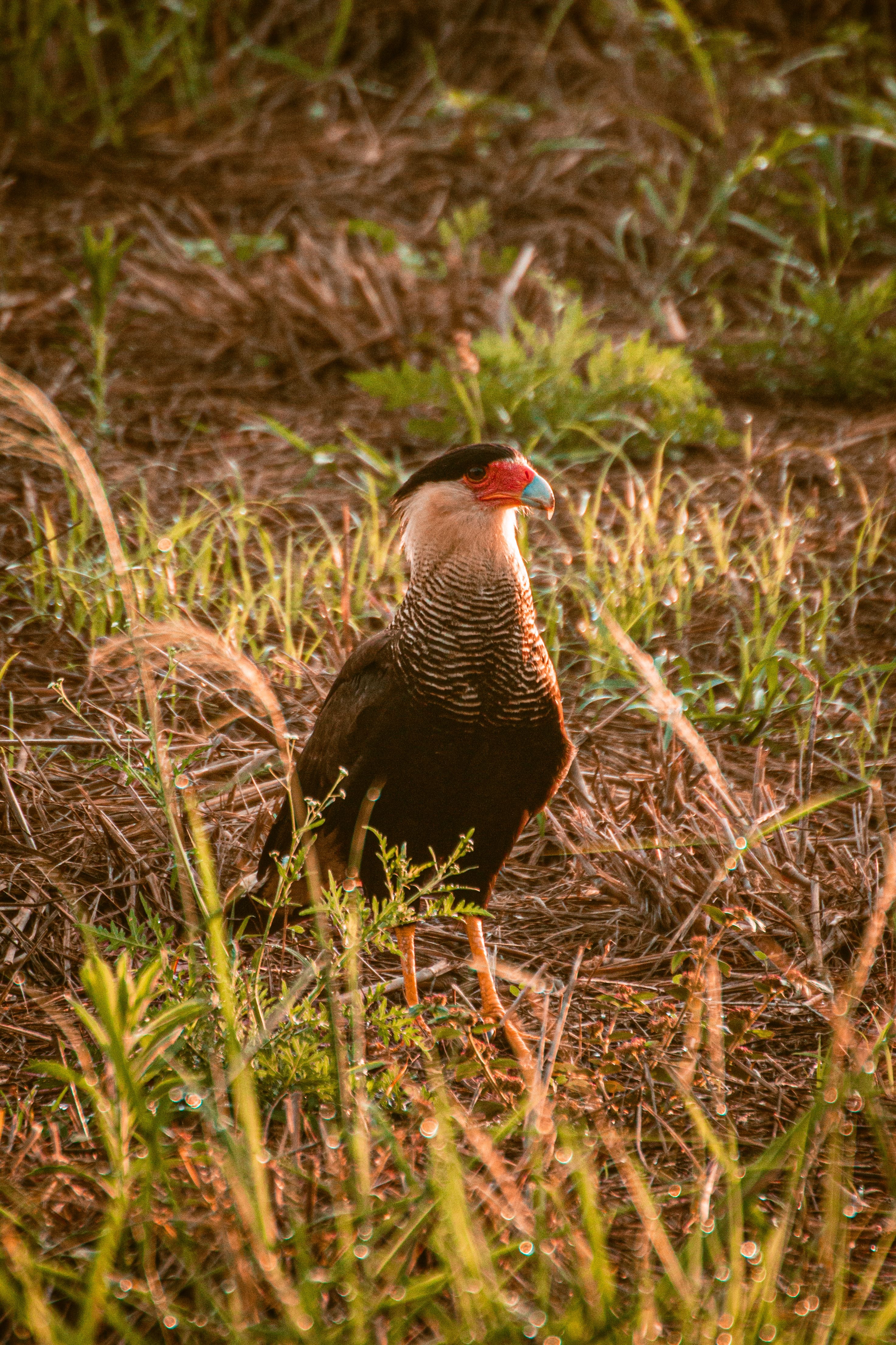Caracara Bird on a Field · Free Stock Photo
