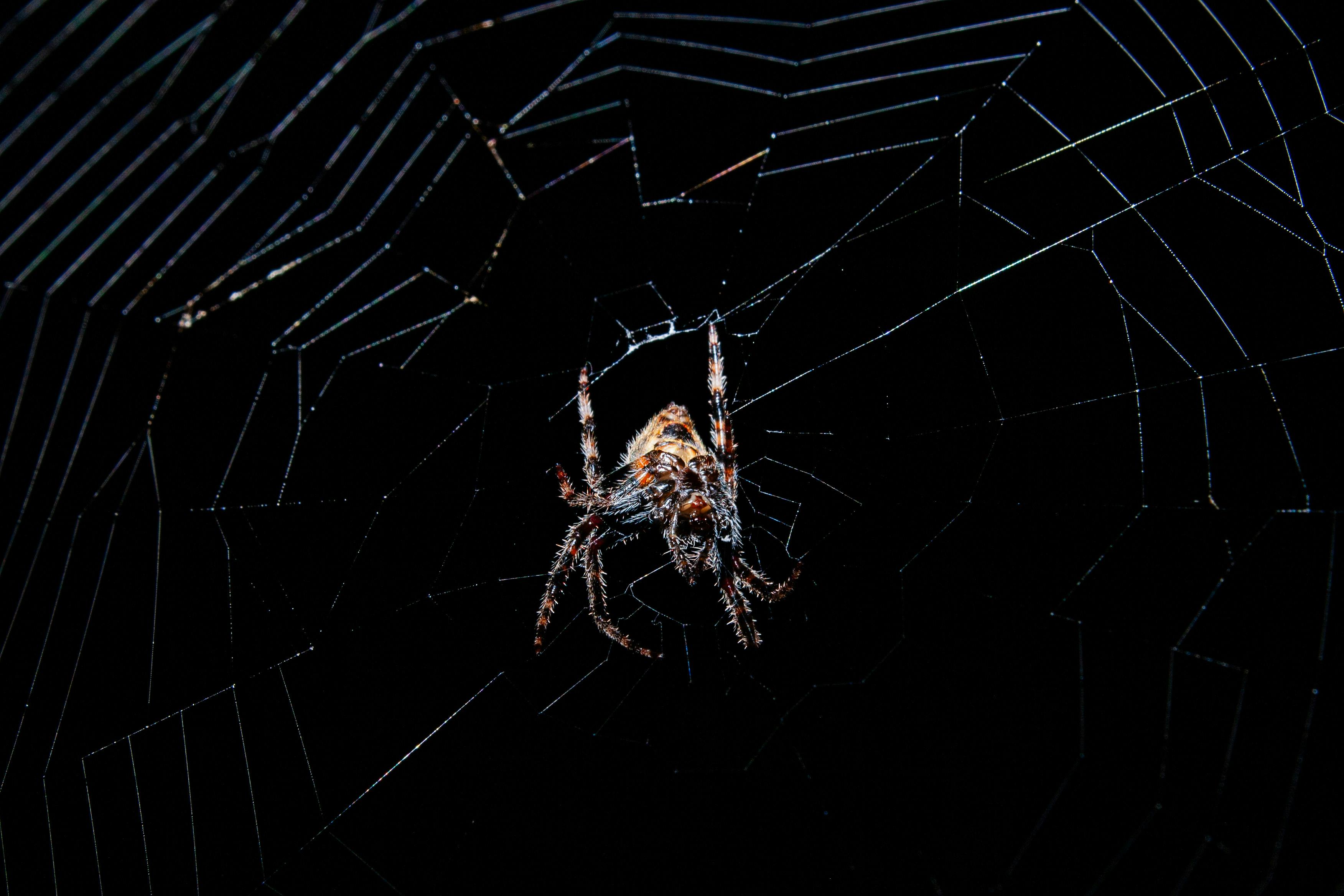 Spotted Orbweaver Spider Embedded in Spiderweb · Free Stock Photo