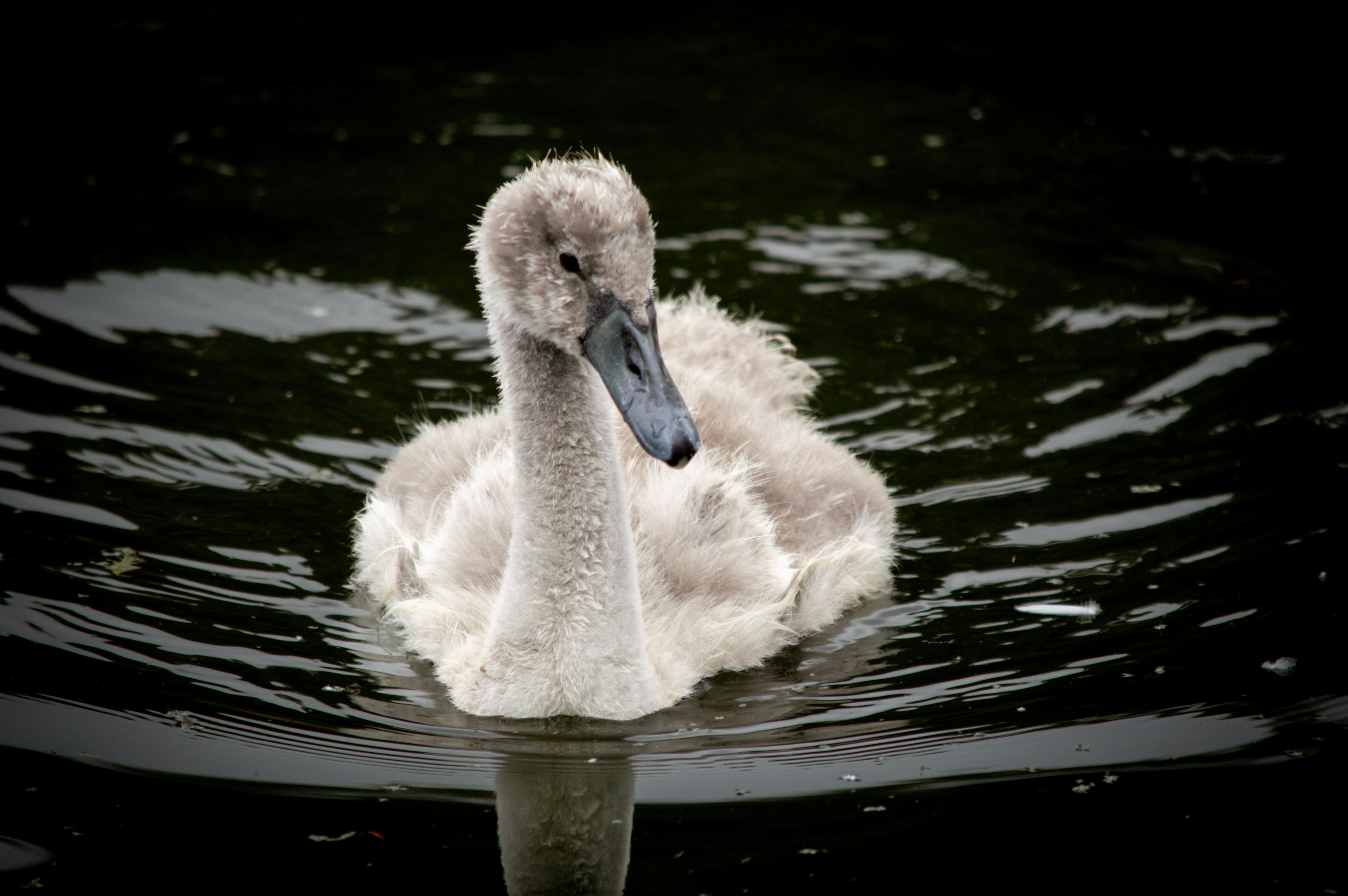 Cygnet in Water · Free Stock Photo