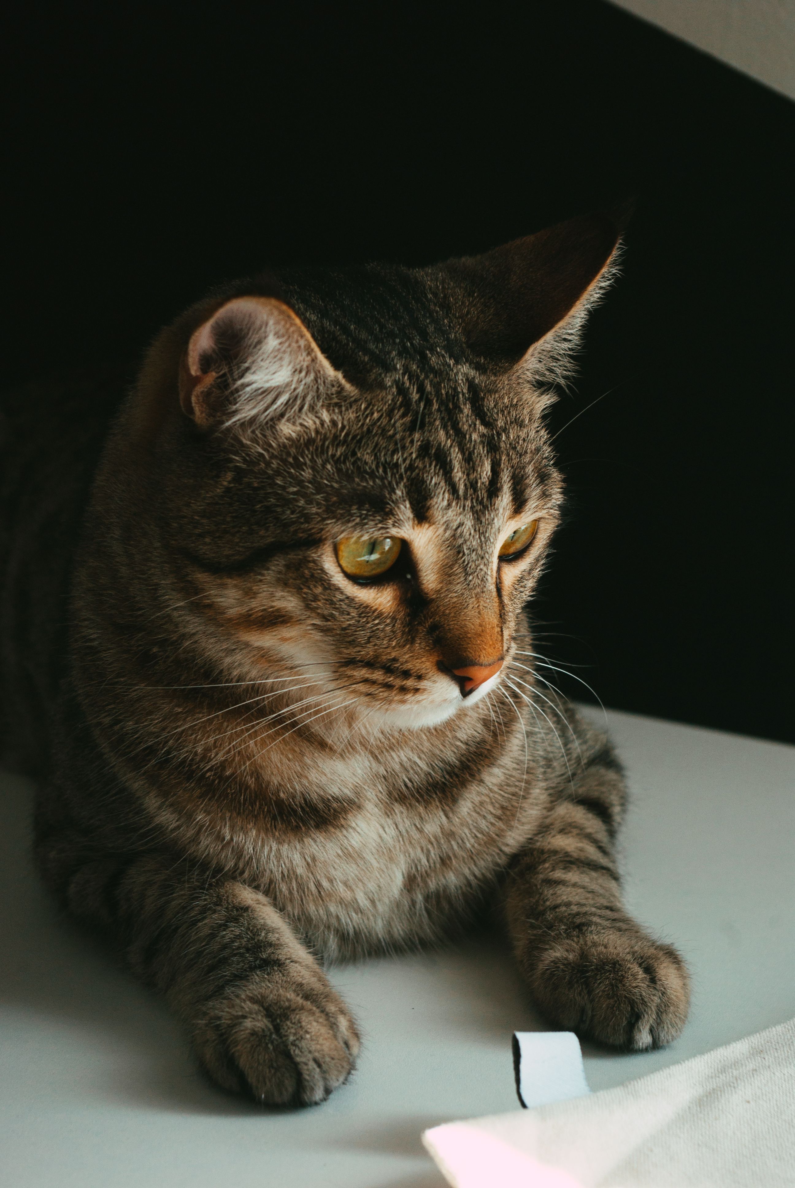 A Fat Tabby Cat Lying on the Ground · Free Stock Photo