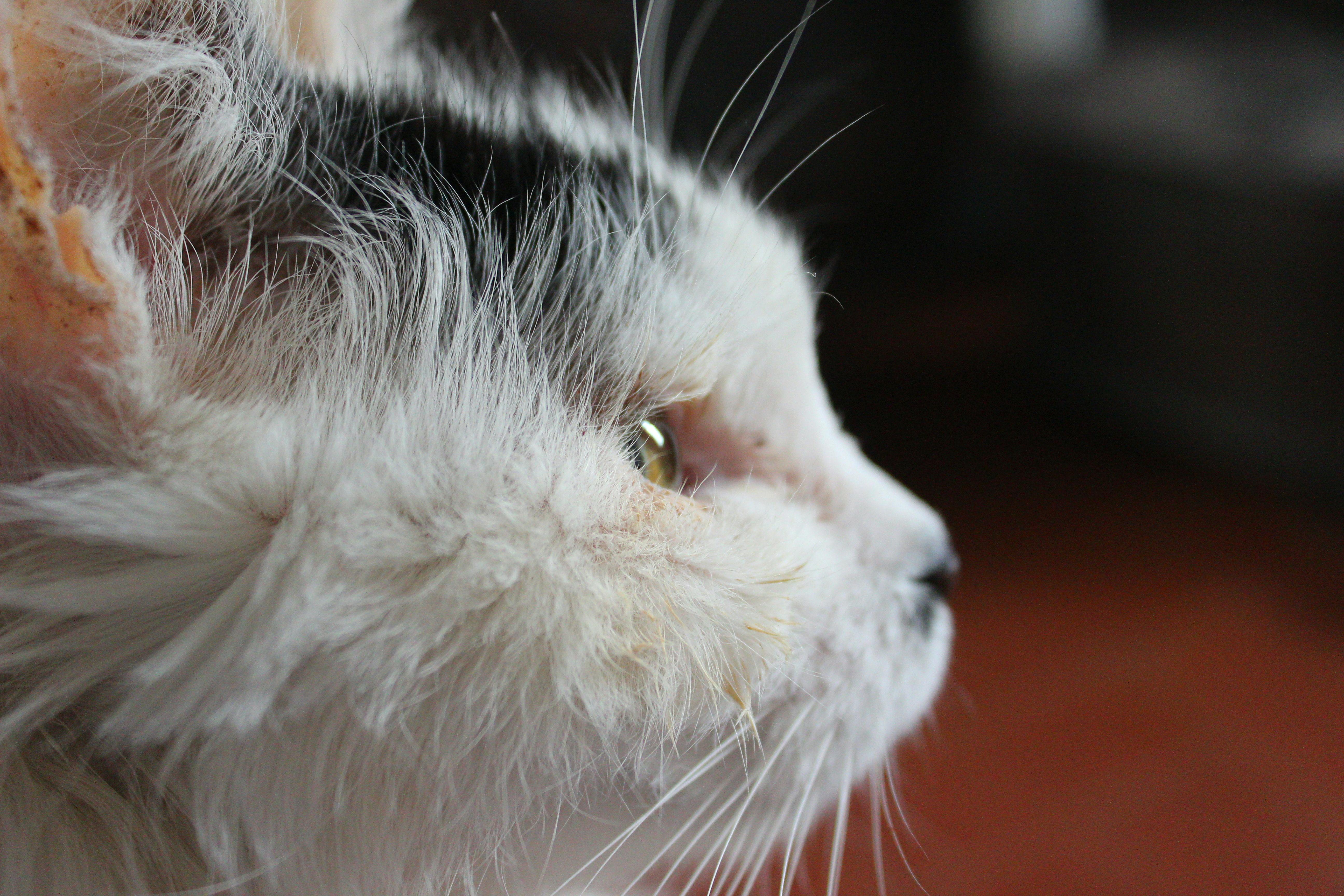 Cat Tool Photos, Download The BEST Free Cat Tool Stock Photos & HD Images