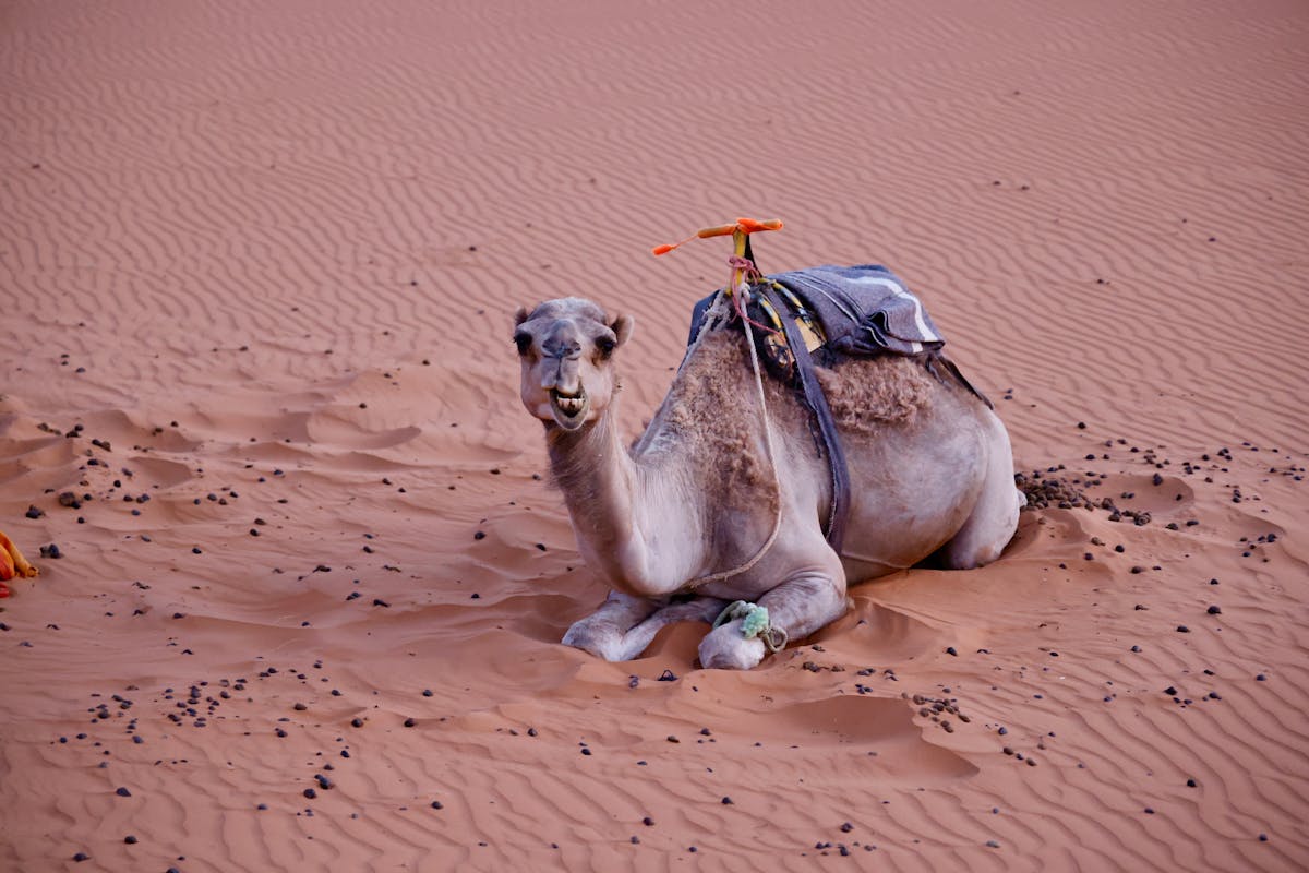 Camel Rest Photos, Download The BEST Free Camel Rest Stock Photos & HD ...