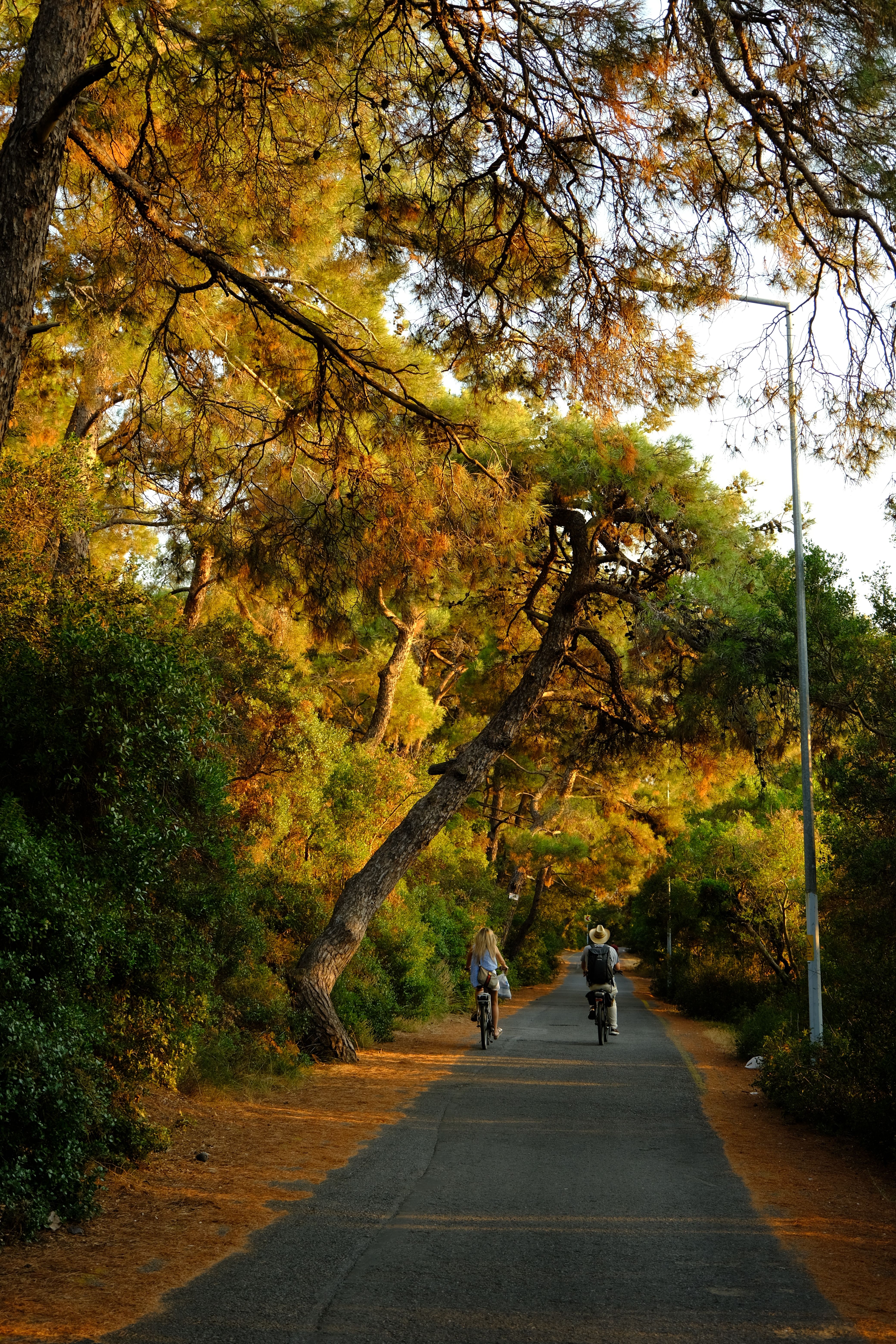 Human Pinus Photos, Download The BEST Free Human Pinus Stock Photos ...