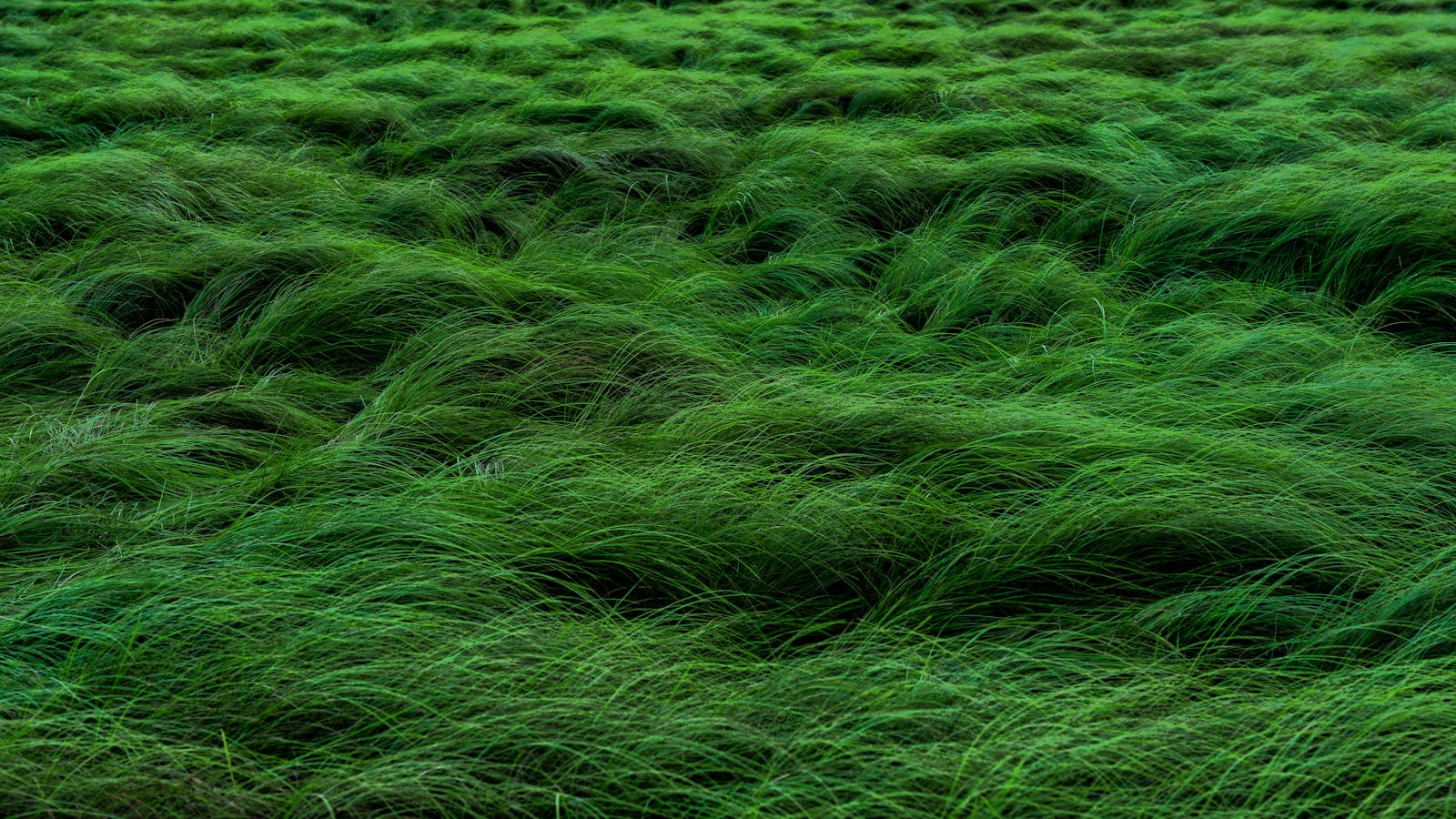 Deep Green Grass Photos, Download The BEST Free Deep Green Grass Stock ...